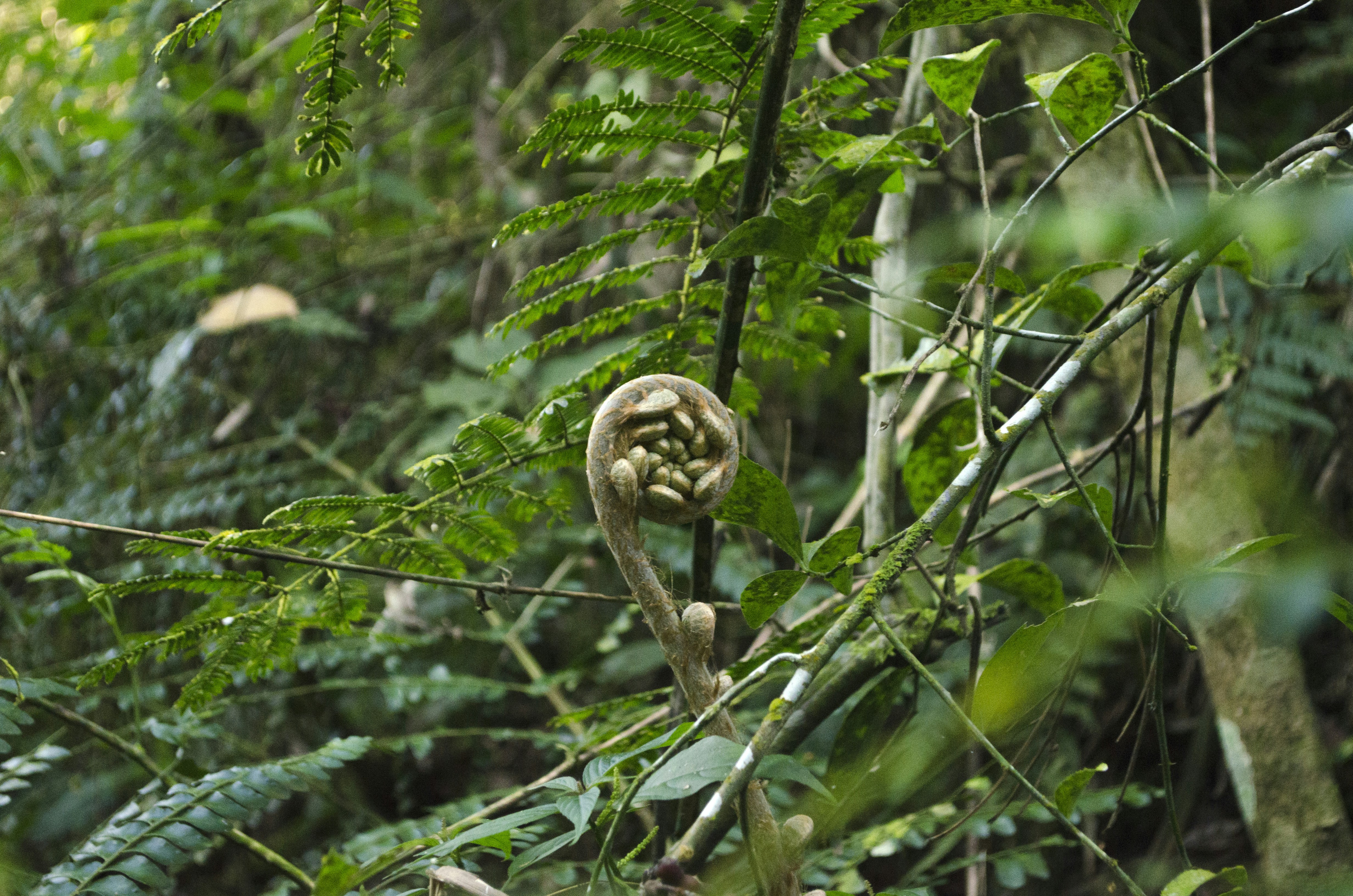 brown and green plant stem