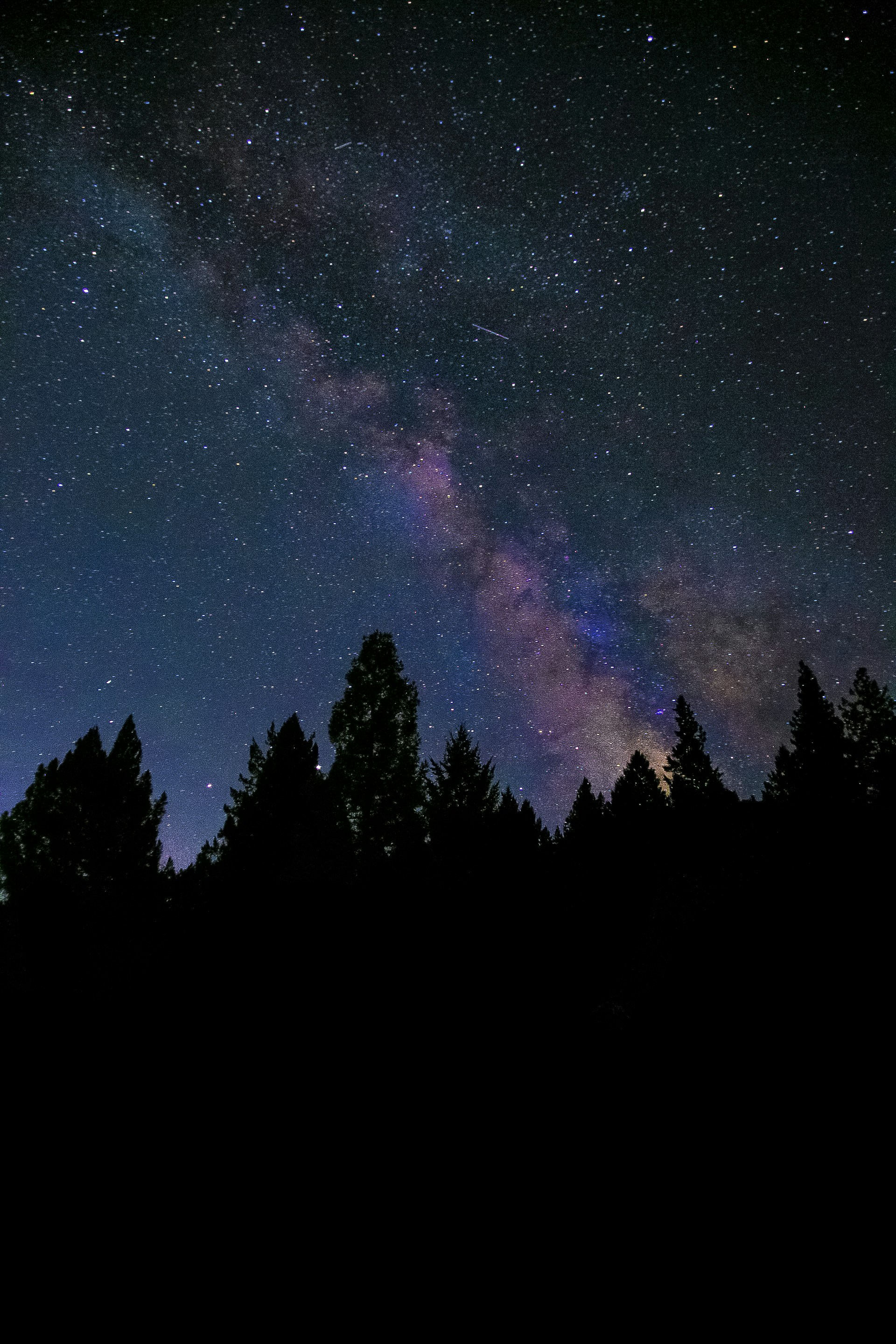 Stars in the night sky with a vibrant view of the Milky Way Galaxy behind dark trees in the forest.  | silhouette of trees under blue sky with stars during night time