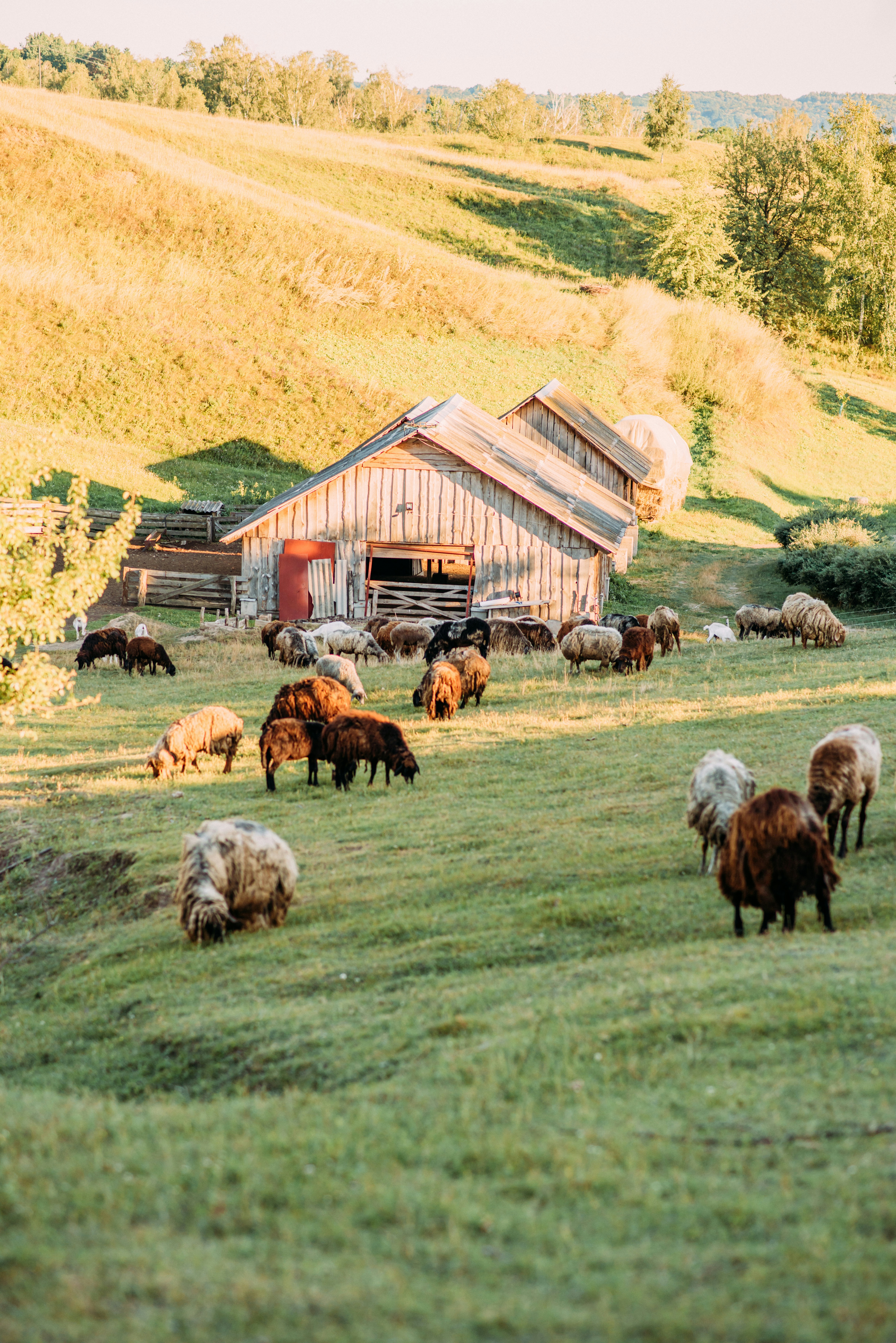 Golden Hour at Willow Hill Farm: Sheep Gather by a Weathered Barn