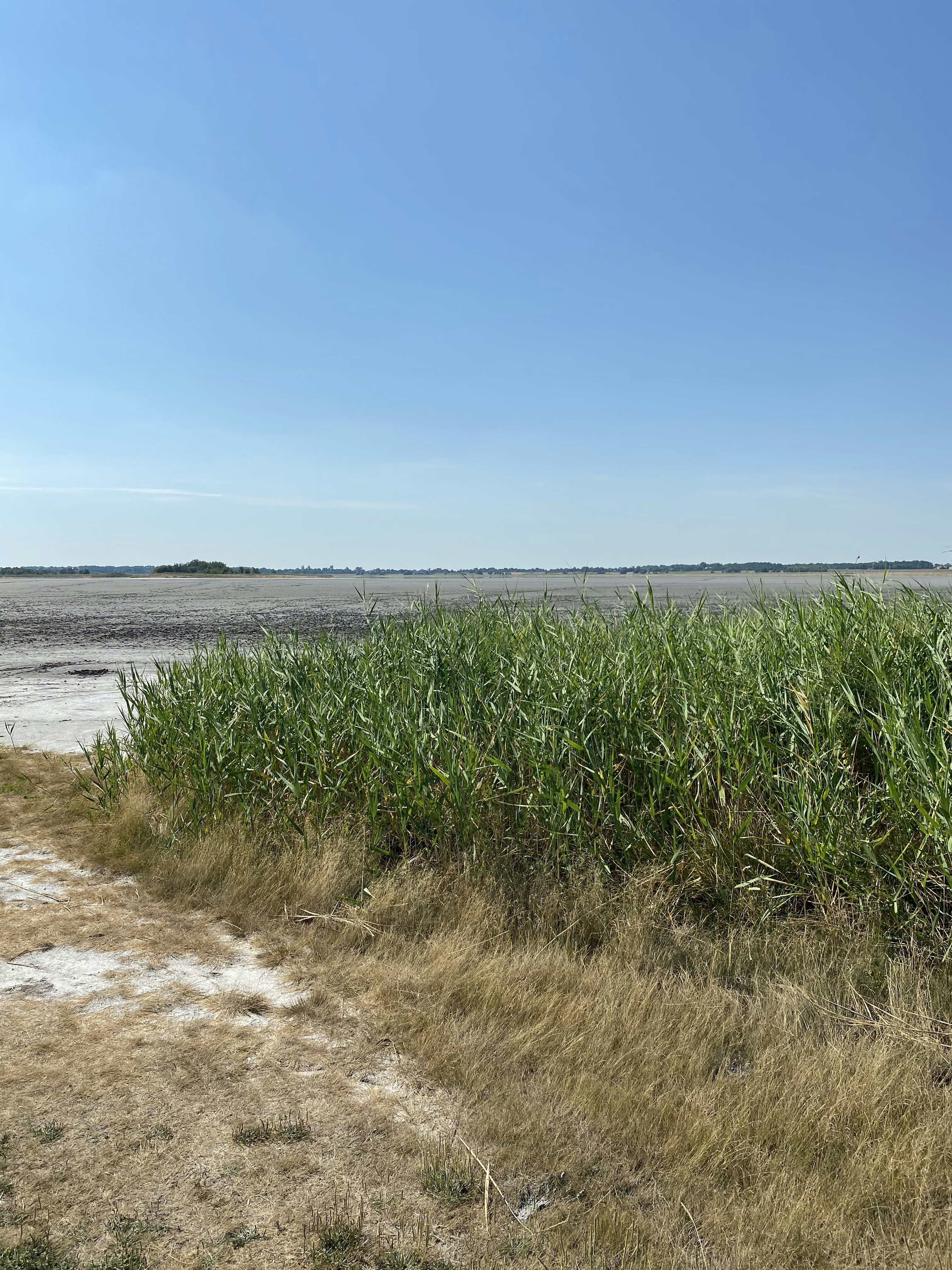 Lush green reeds frame a vast, dry landscape under a clear blue sky, highlighting the contrast between water and land.