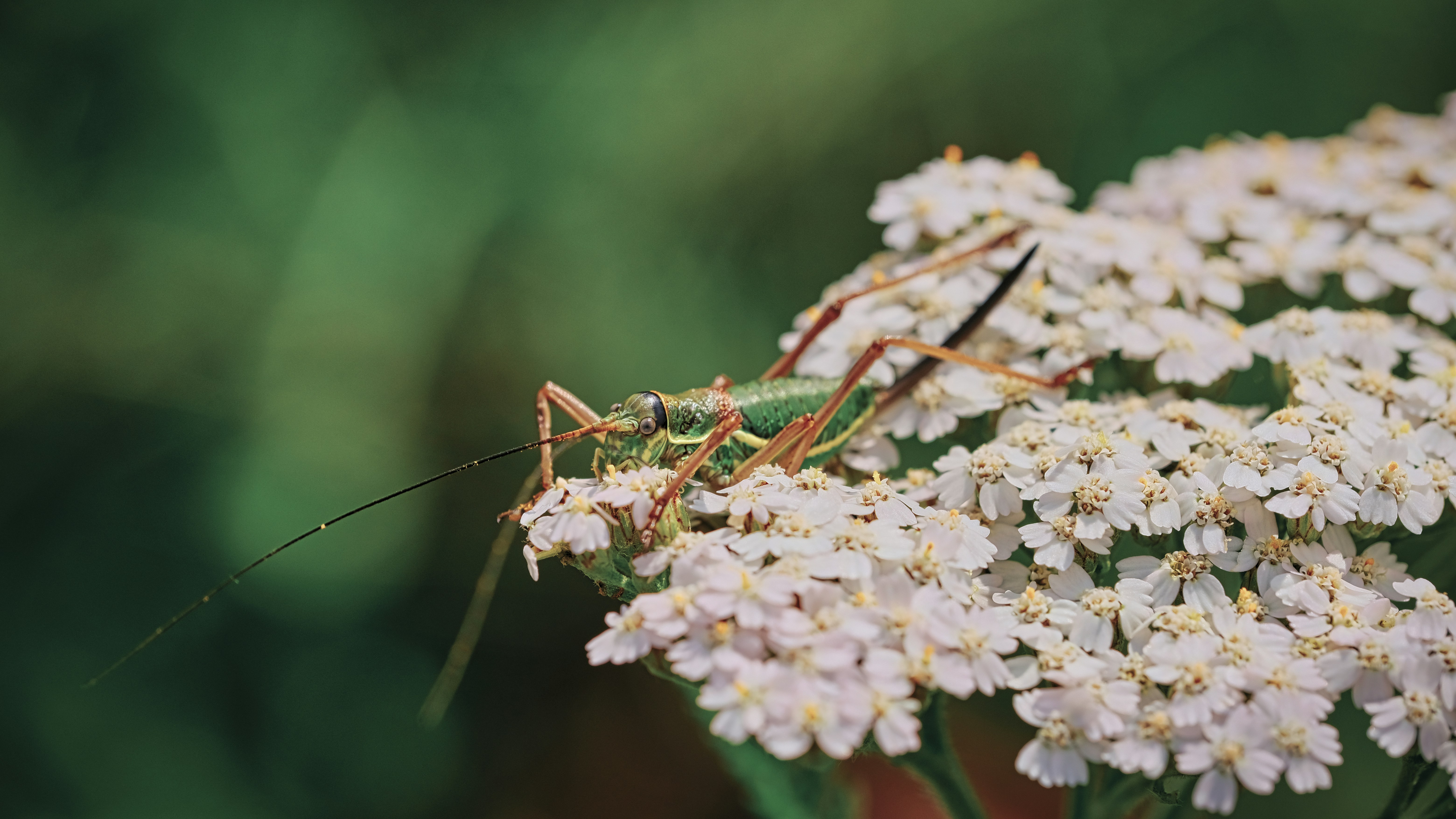 A grasshopper perched on delicate white flowers, showcasing intricate details of its anatomy against a blurred green backdrop.