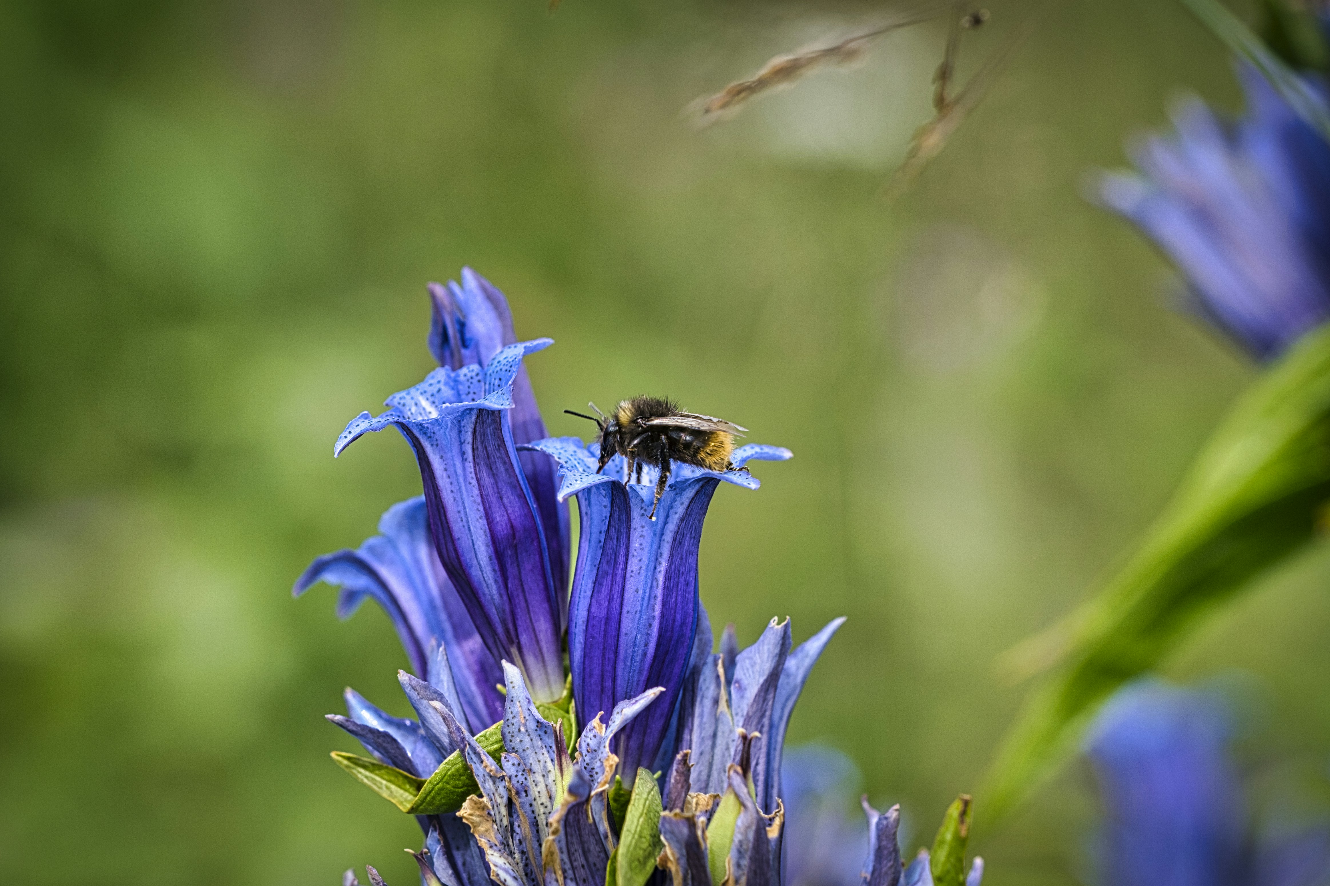 Bee perched on vibrant blue flowers in a lush green setting, showcasing the intricate relationship between flora and fauna.