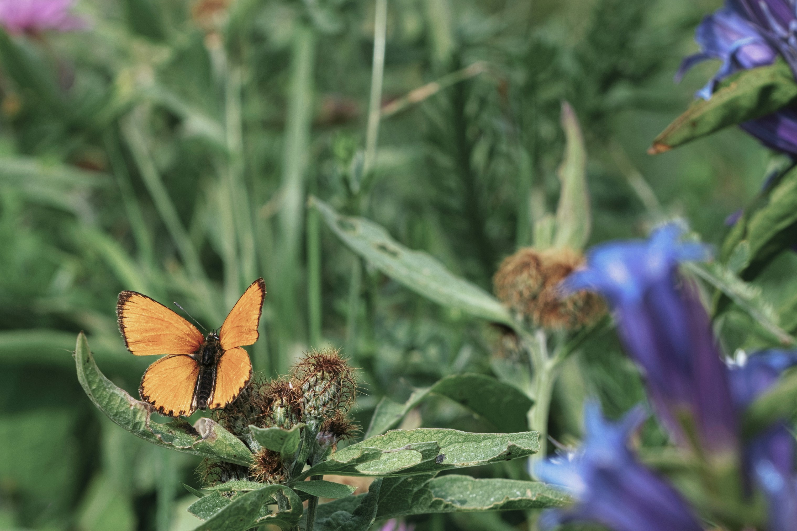 A vibrant orange butterfly rests delicately on green foliage, surrounded by colorful wildflowers. The scene captures the essence of a serene garden ecosystem.