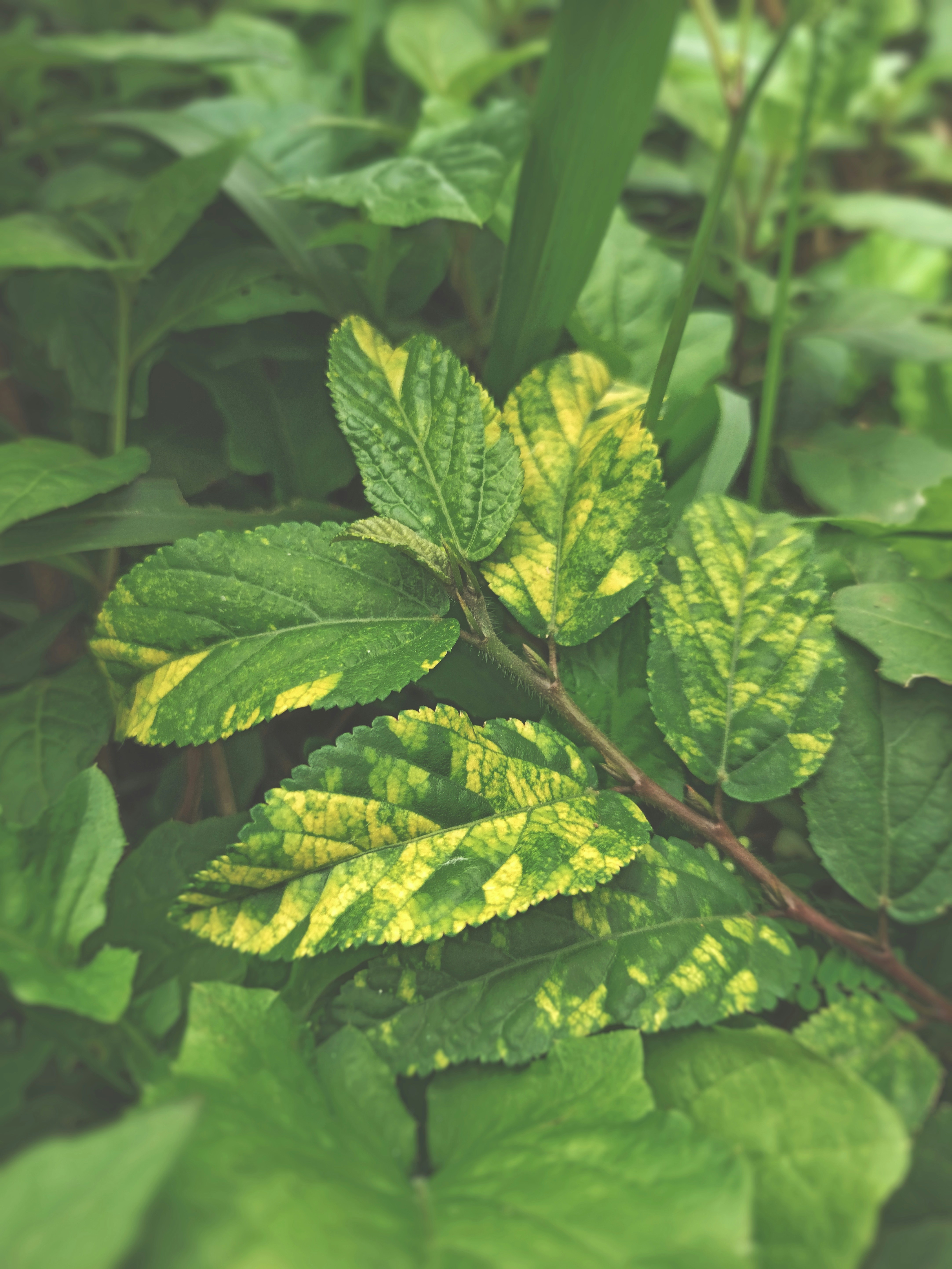 Close-up of vibrant green leaves with striking yellow variegation, surrounded by lush foliage. This illustration showcases the intricate beauty of nature.