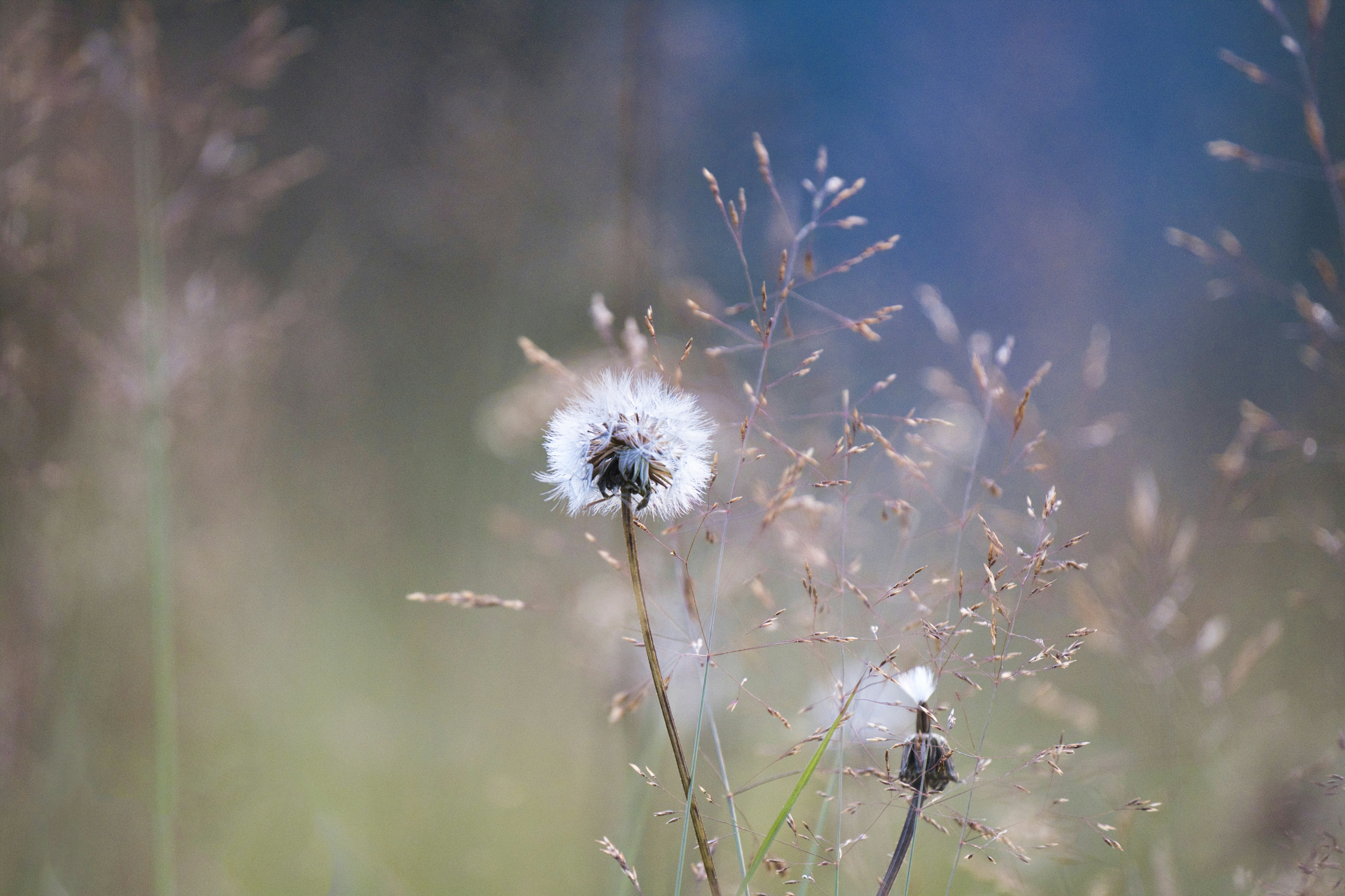 A delicate dandelion stands tall among soft grasses, its seeds ready to take flight in the gentle breeze.