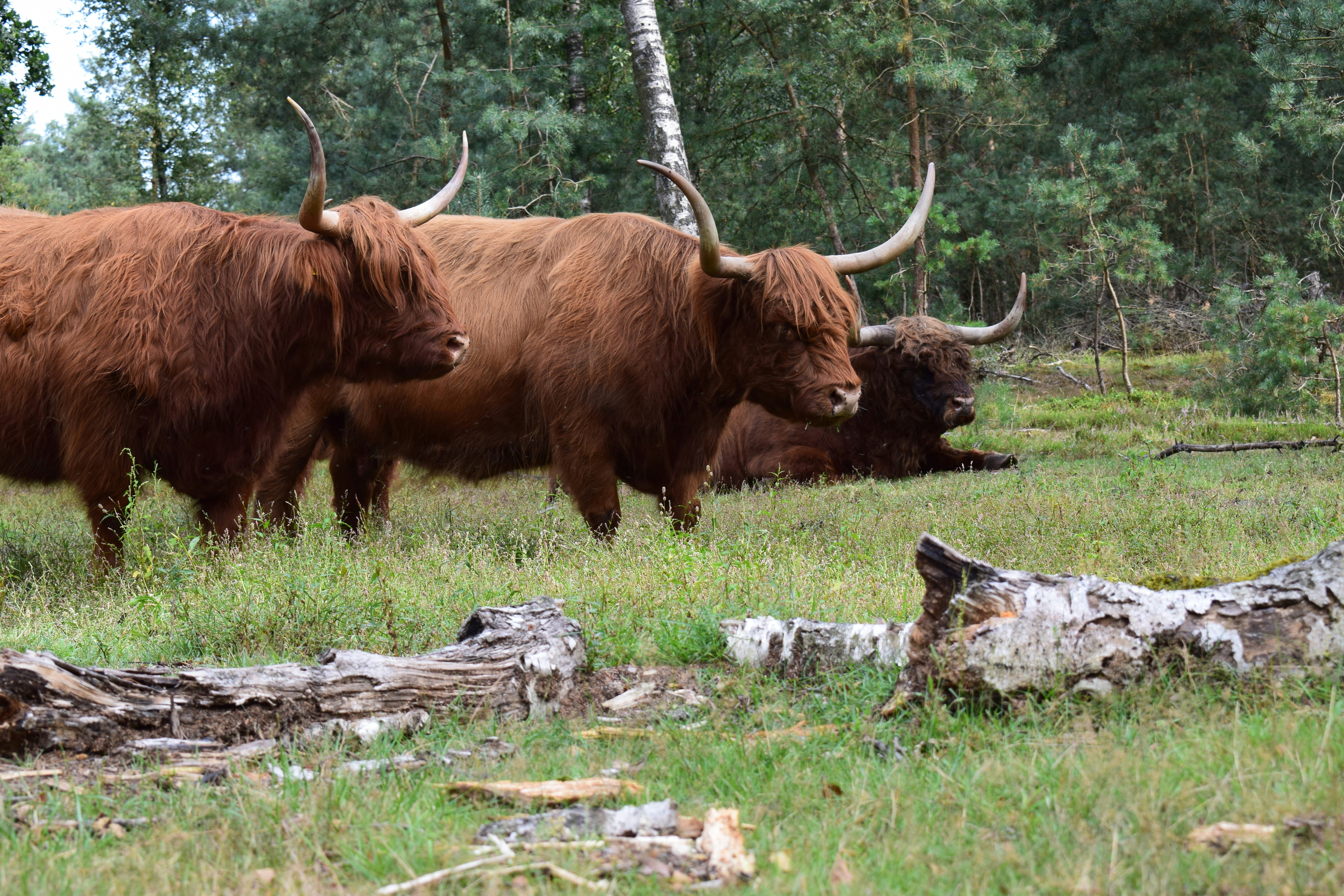 Highland cattle grazing and resting in a lush forest clearing.