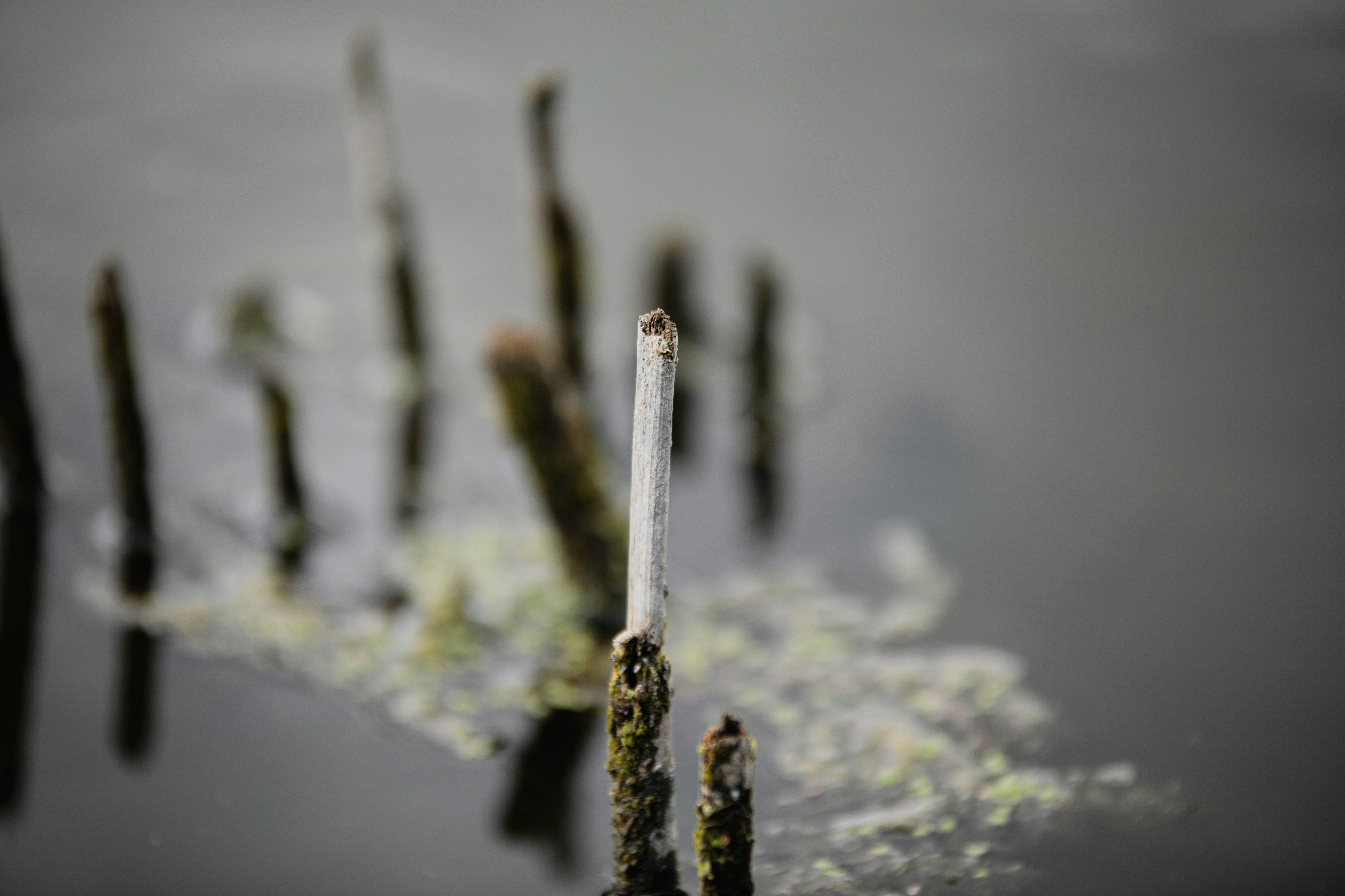 Moss-Crowned Stakes in a Quiet Wetland