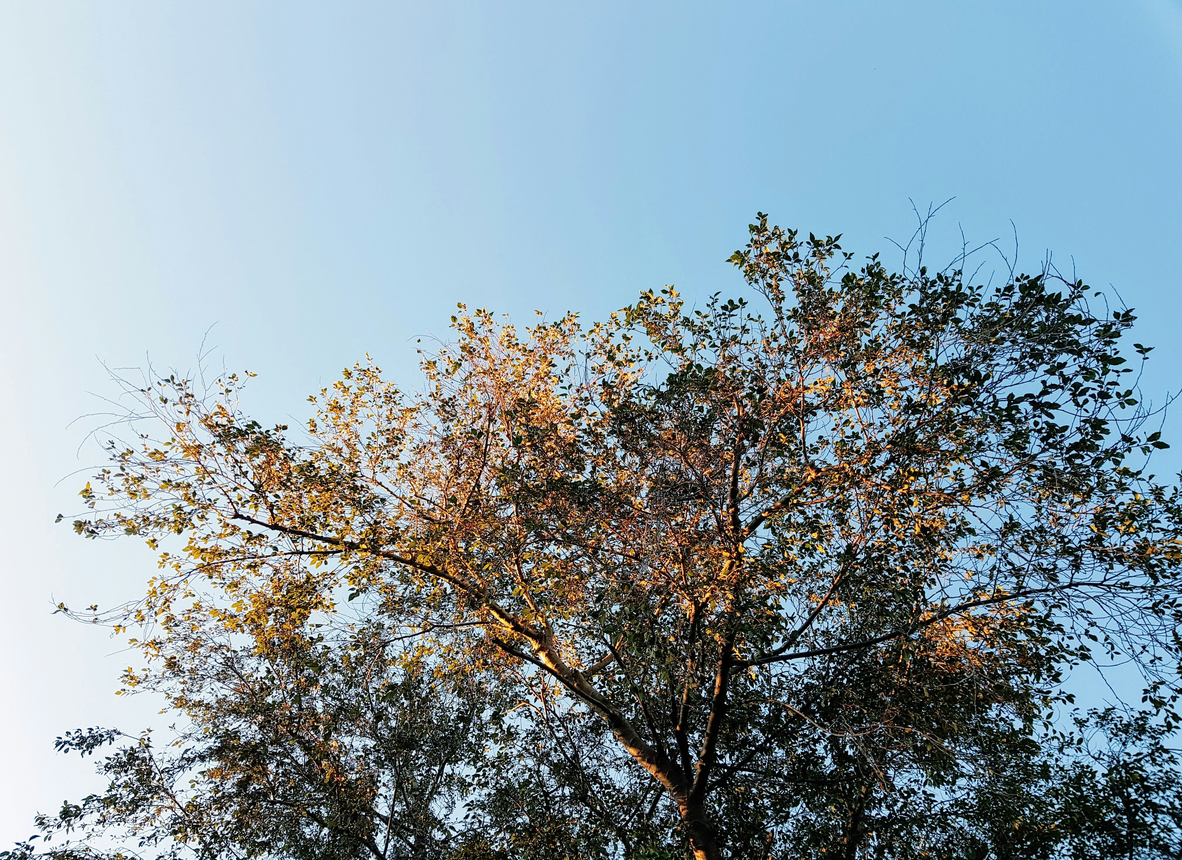 Gumtree Pictures | Download Free Images on Unsplash