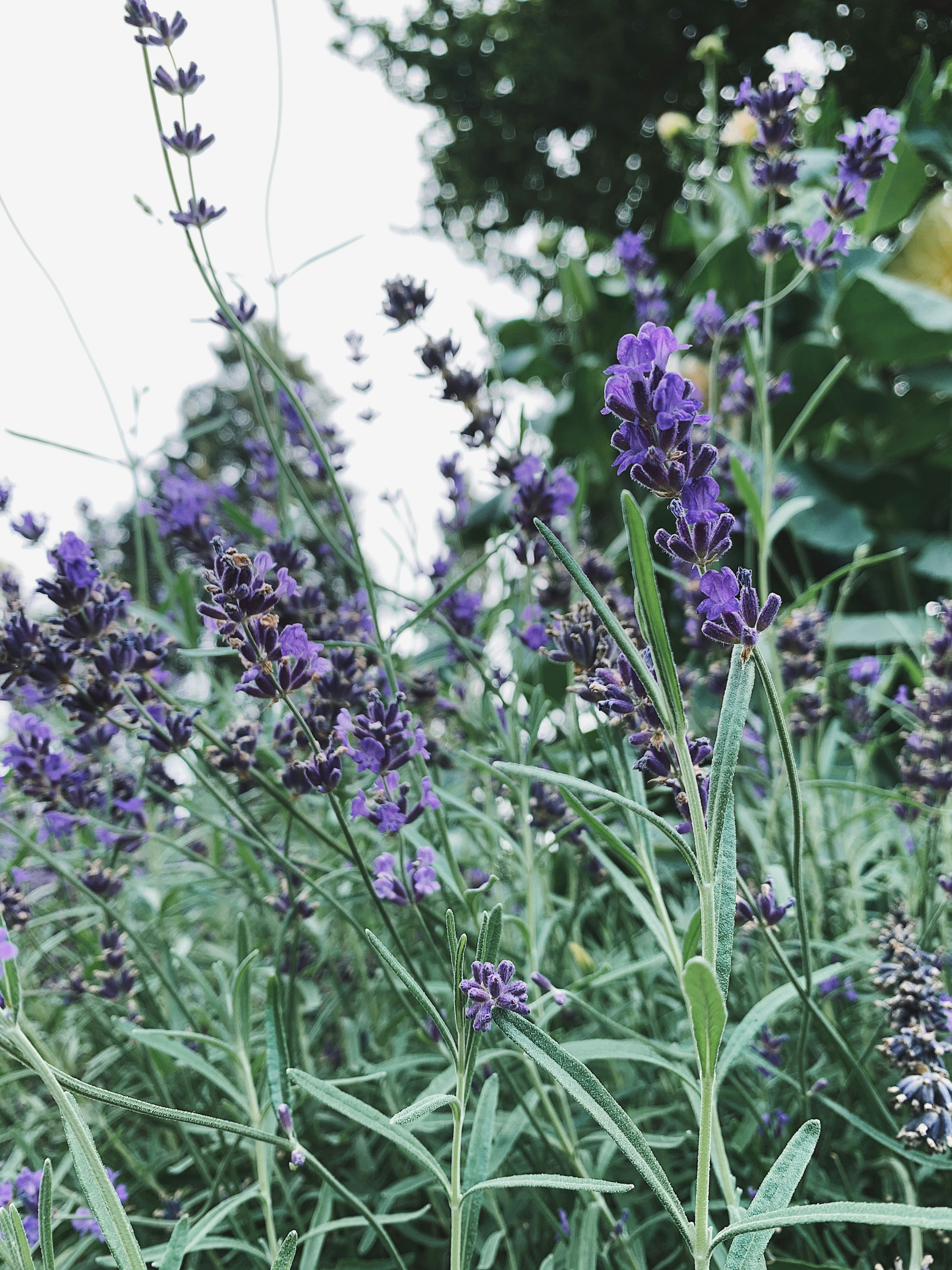 Spires of Lavender in Quiet Garden Light