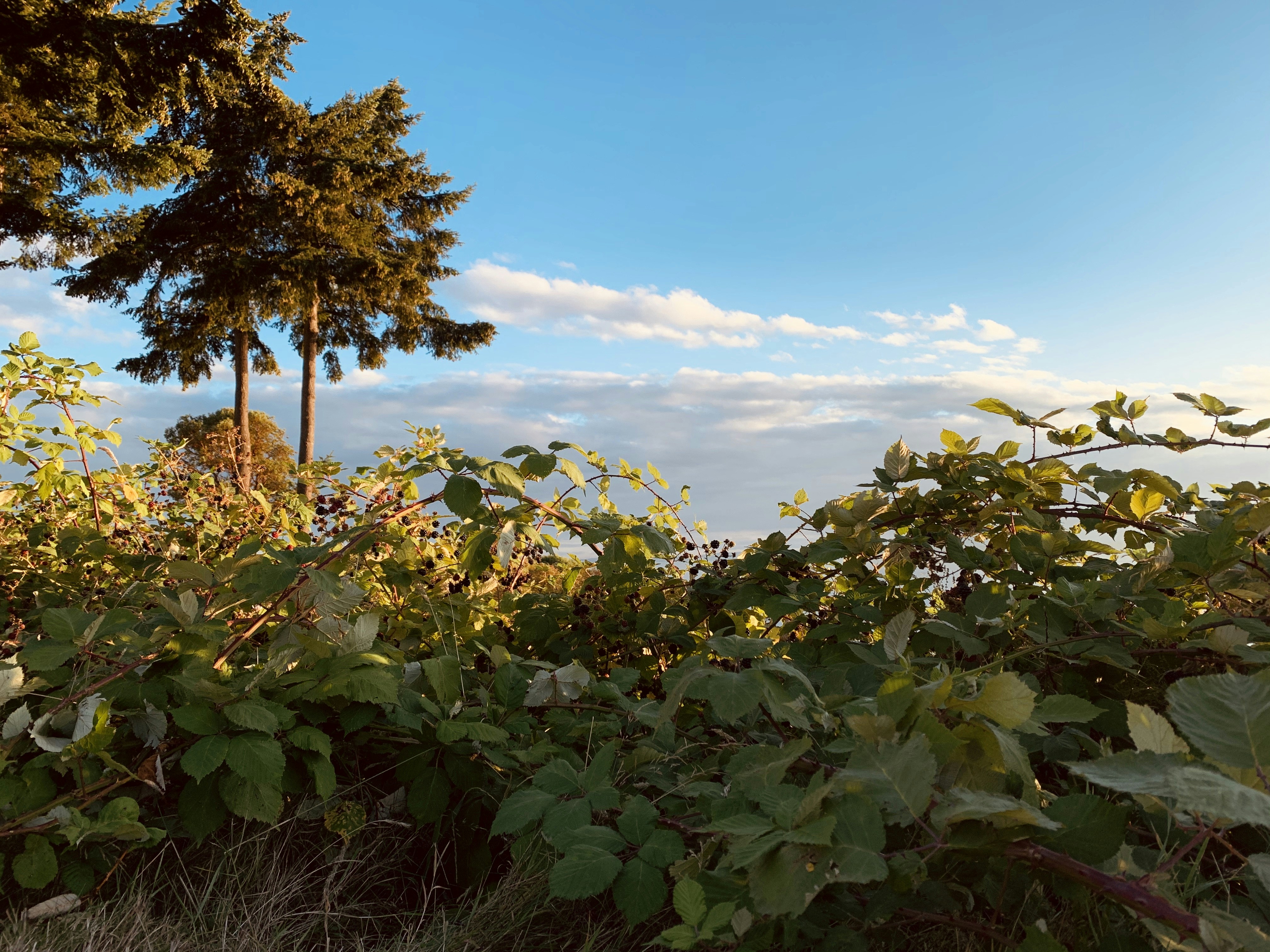 green and yellow leaf trees under blue sky during daytime