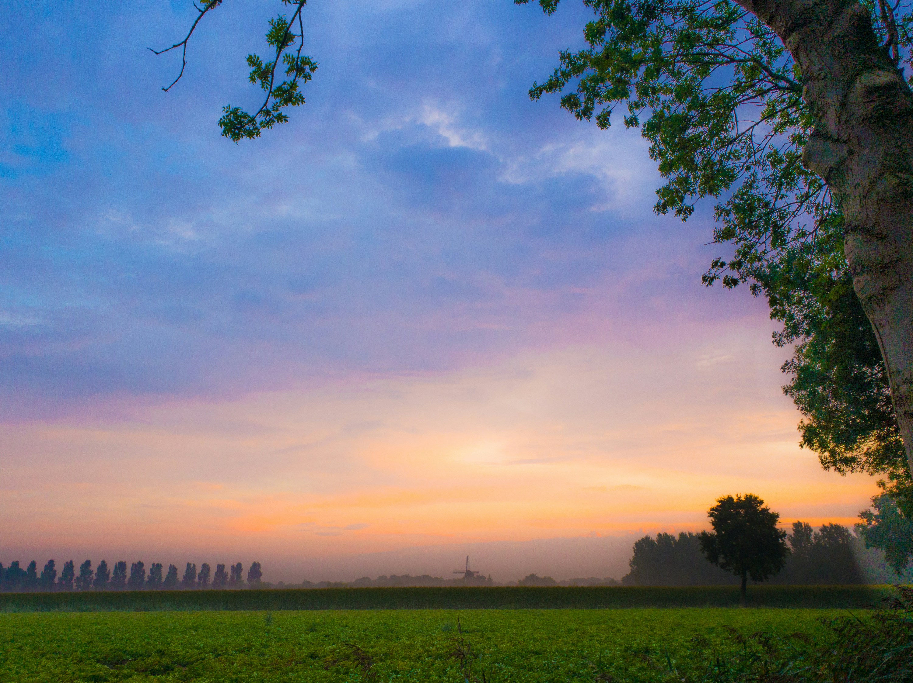 Sunrise Over a Quiet Field: Silhouetted Trees Framing a Velvet Sky