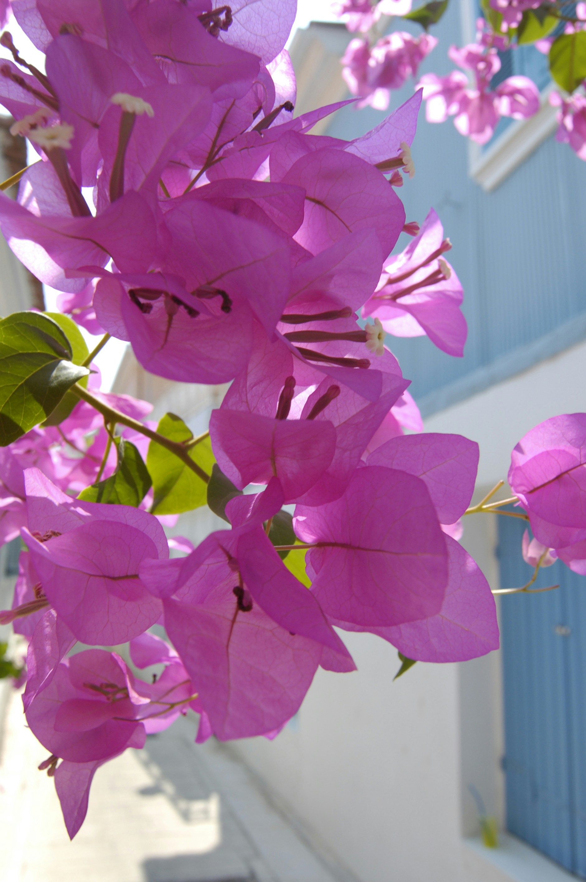 Vivid Bougainvillea Cascade Framing a Bright Alley