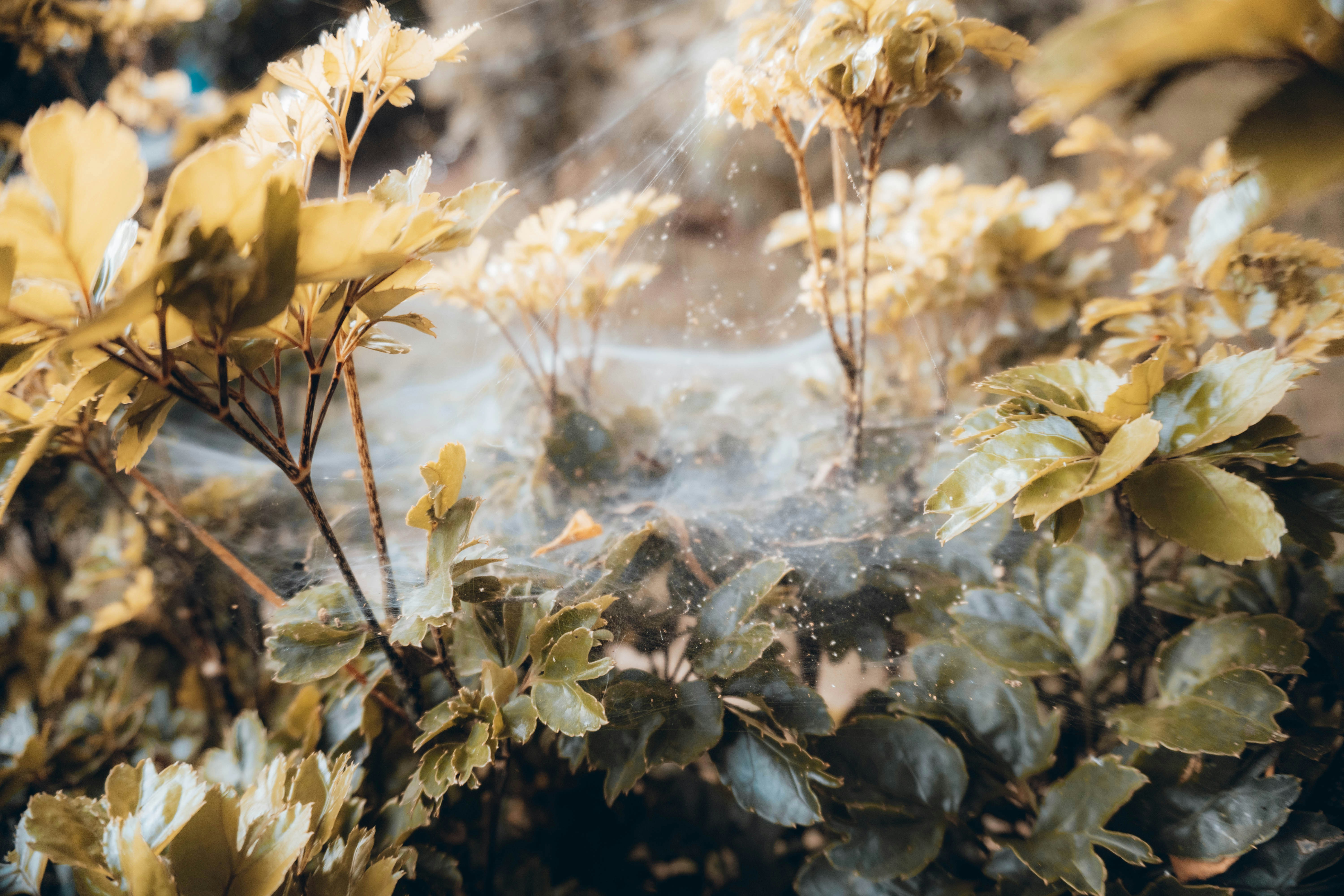 Caught in Spider-webs