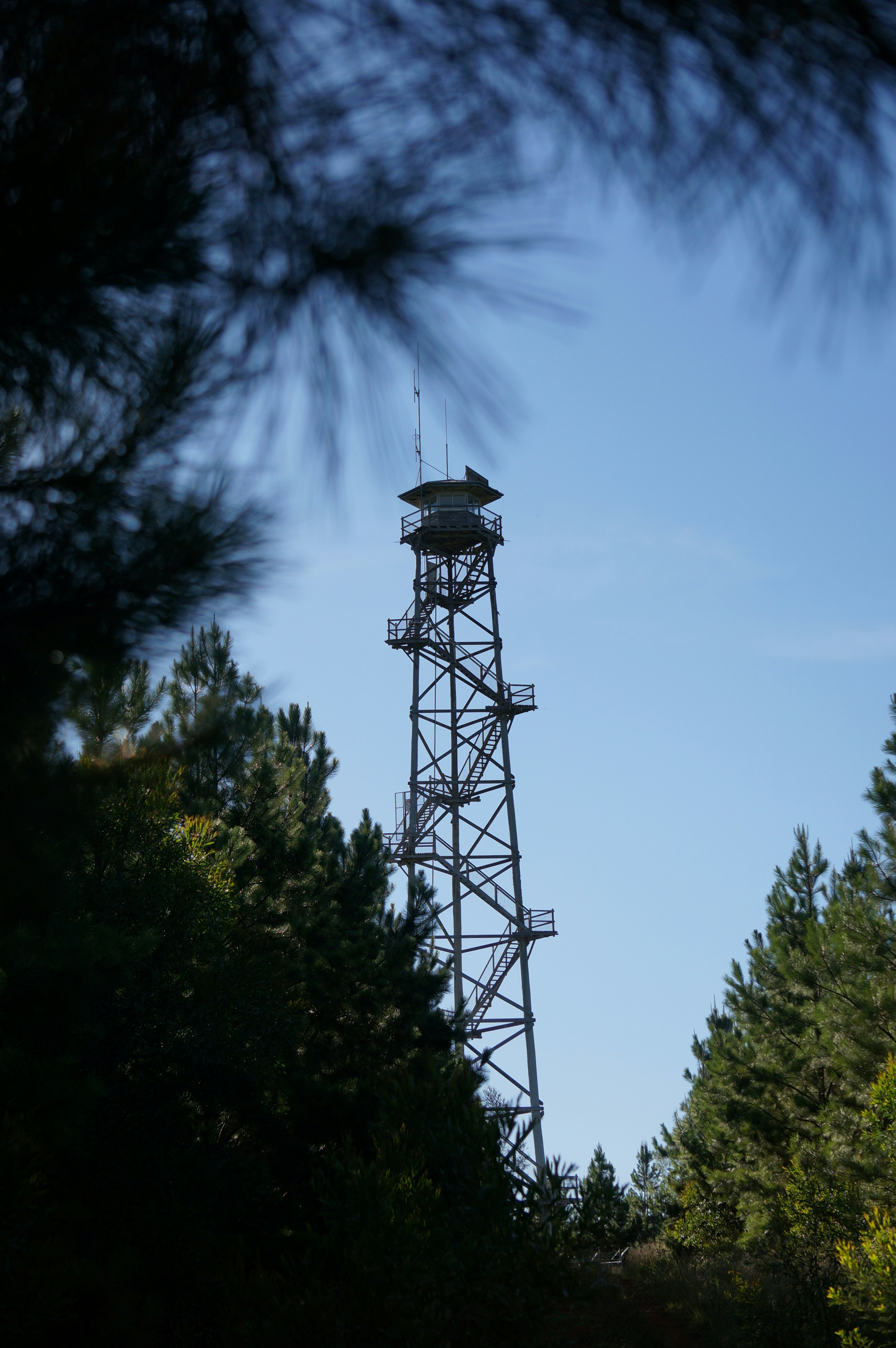 Rustic fire lookout tower rises above the surrounding trees under a clear blue sky.