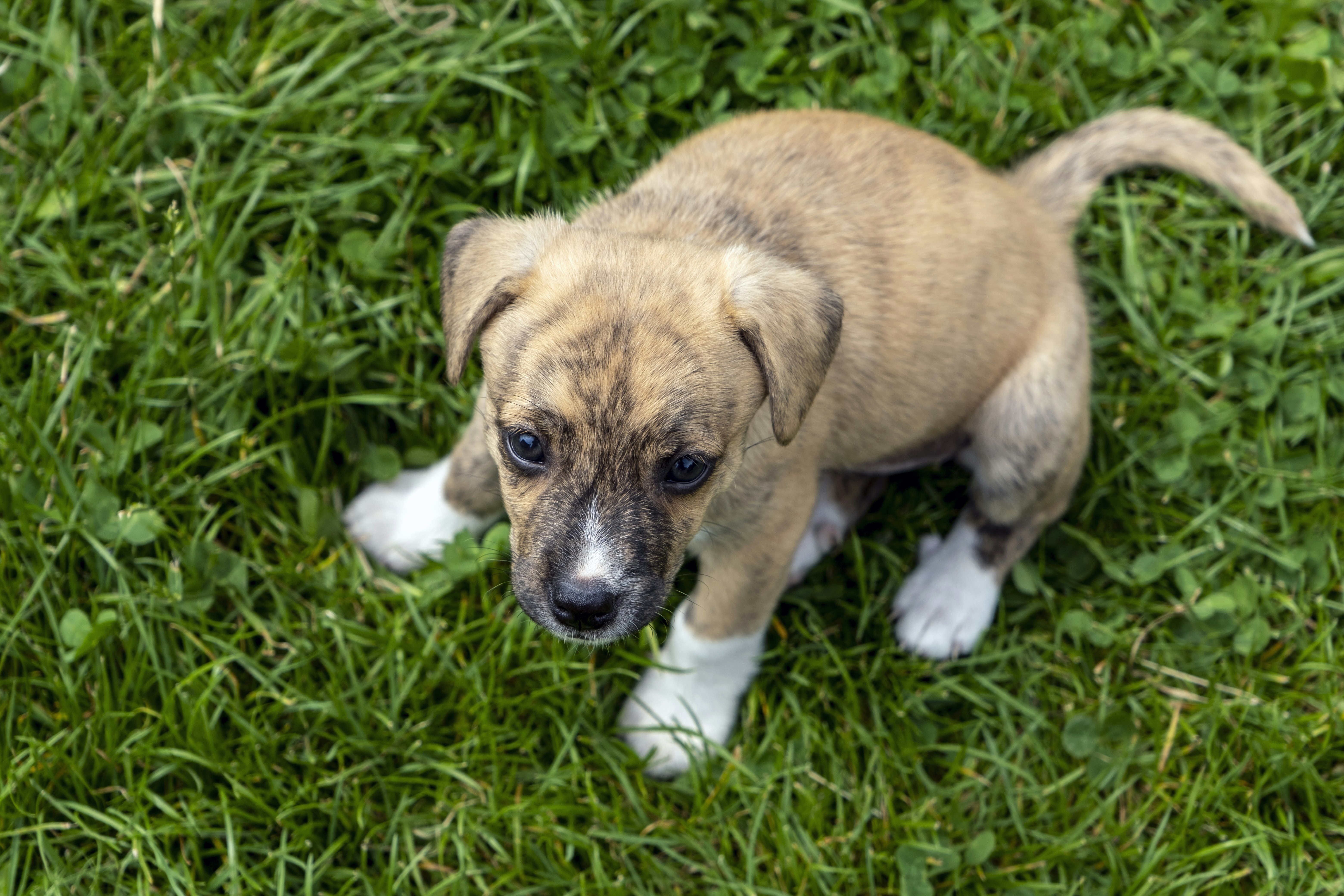 Brown and white puppy sitting on lush green grass, gazing upwards with attentive eyes.