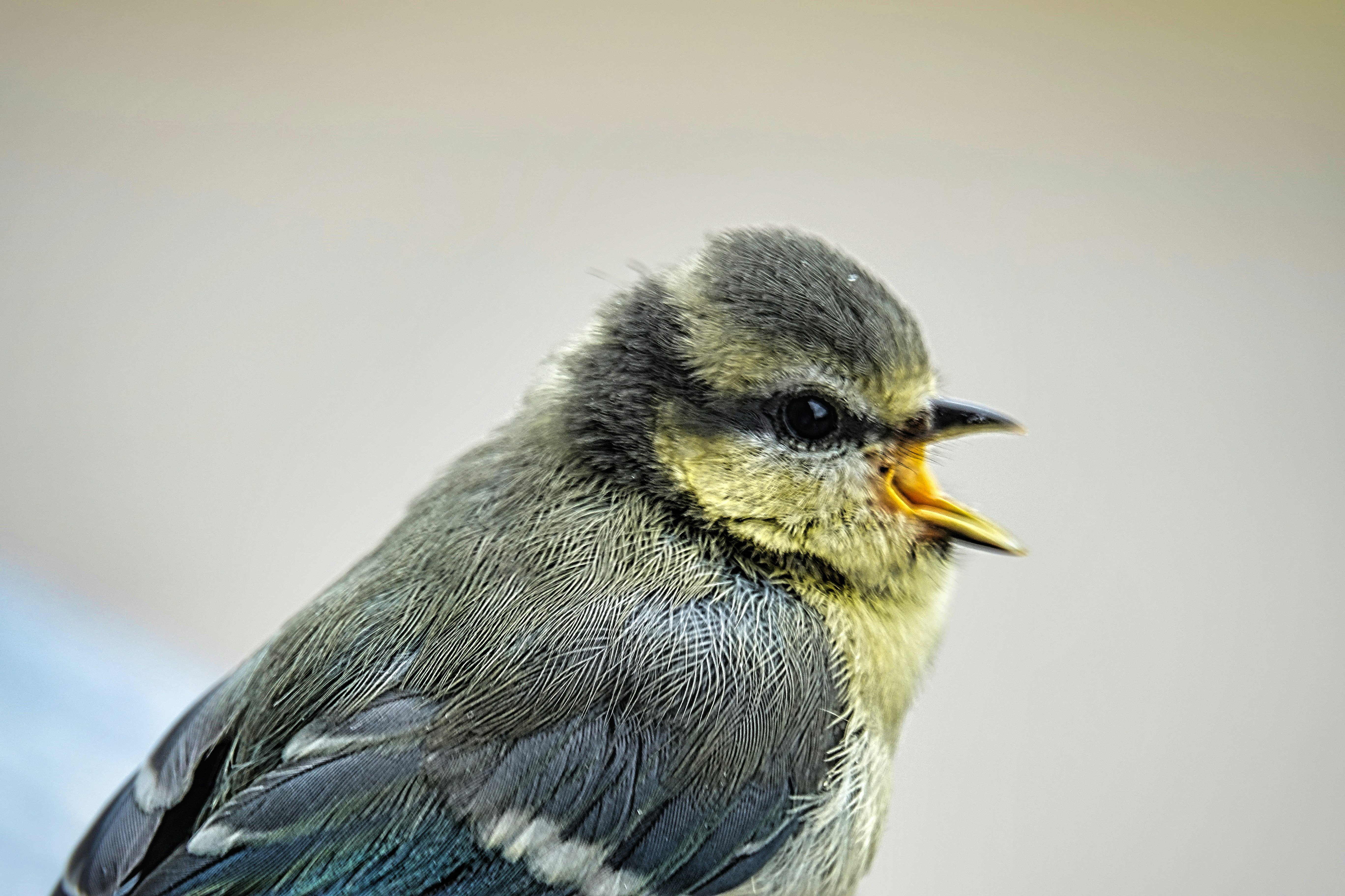Peering Beak: A Warbler in Focus