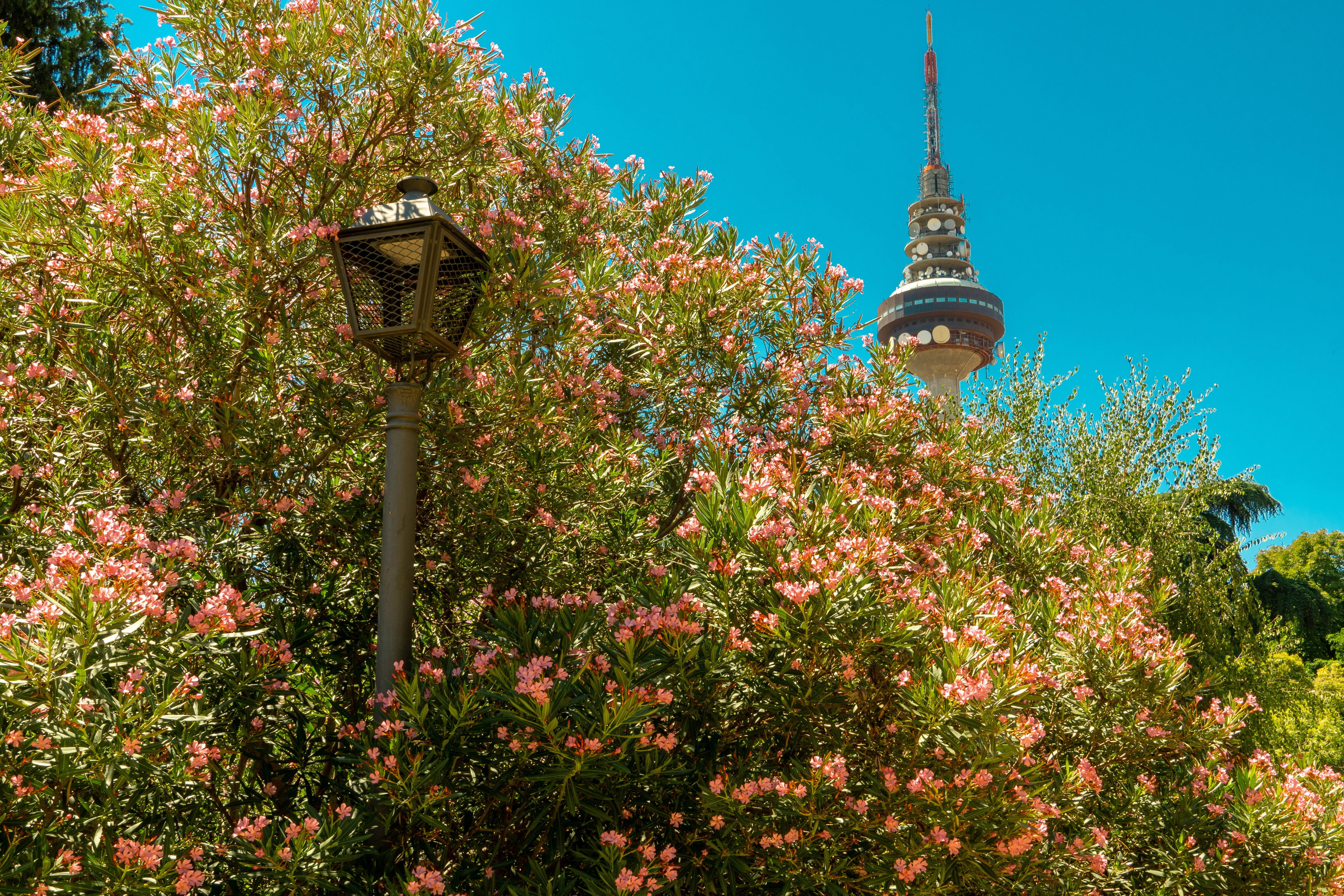 A vibrant display of blooming flowers surrounds a vintage street lamp, with a modern tower rising in the background. The contrast highlights the harmony between nature and urban architecture.