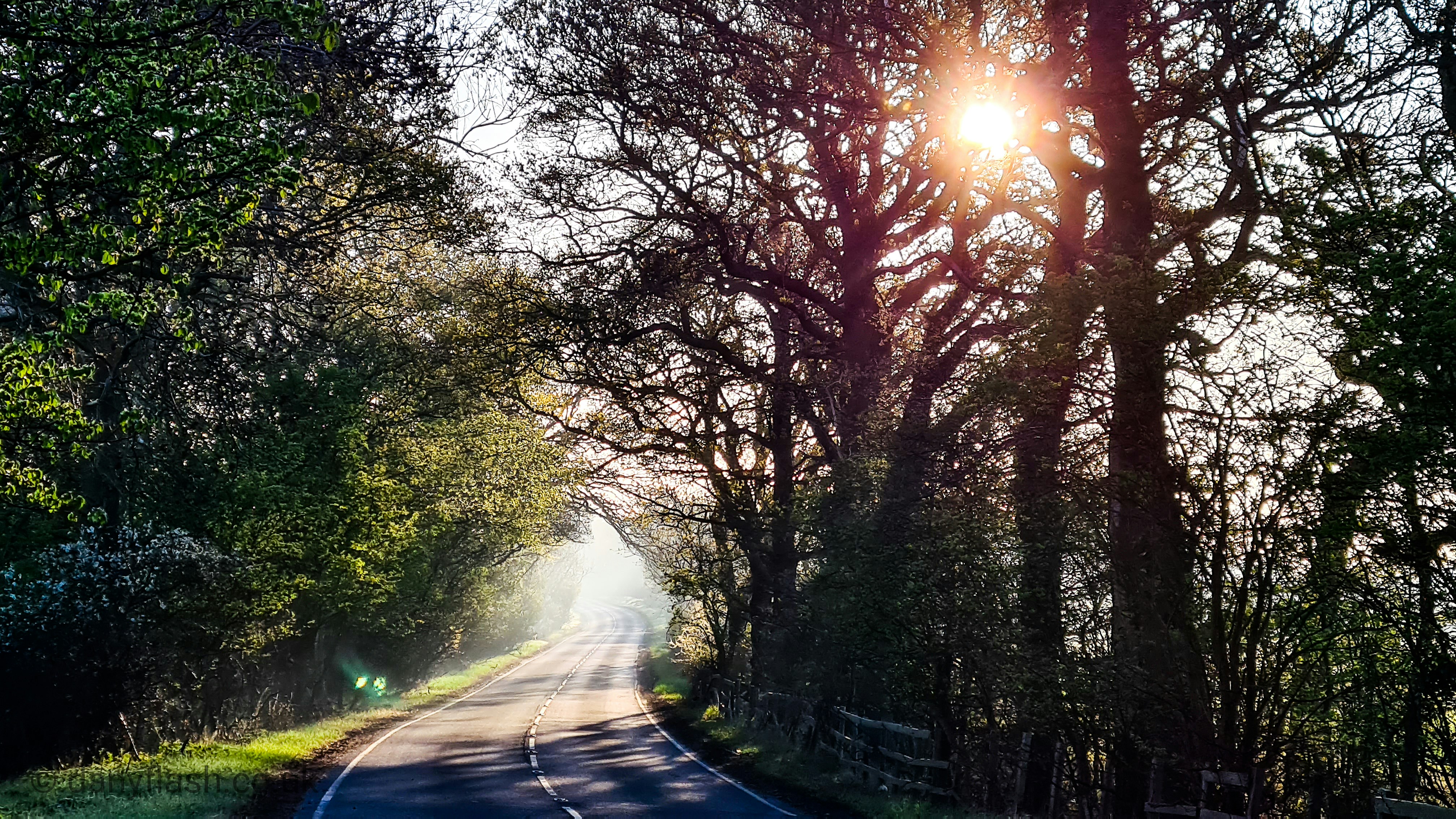 Sunlight filters through tree branches lining a curving road, creating a serene, natural tunnel.