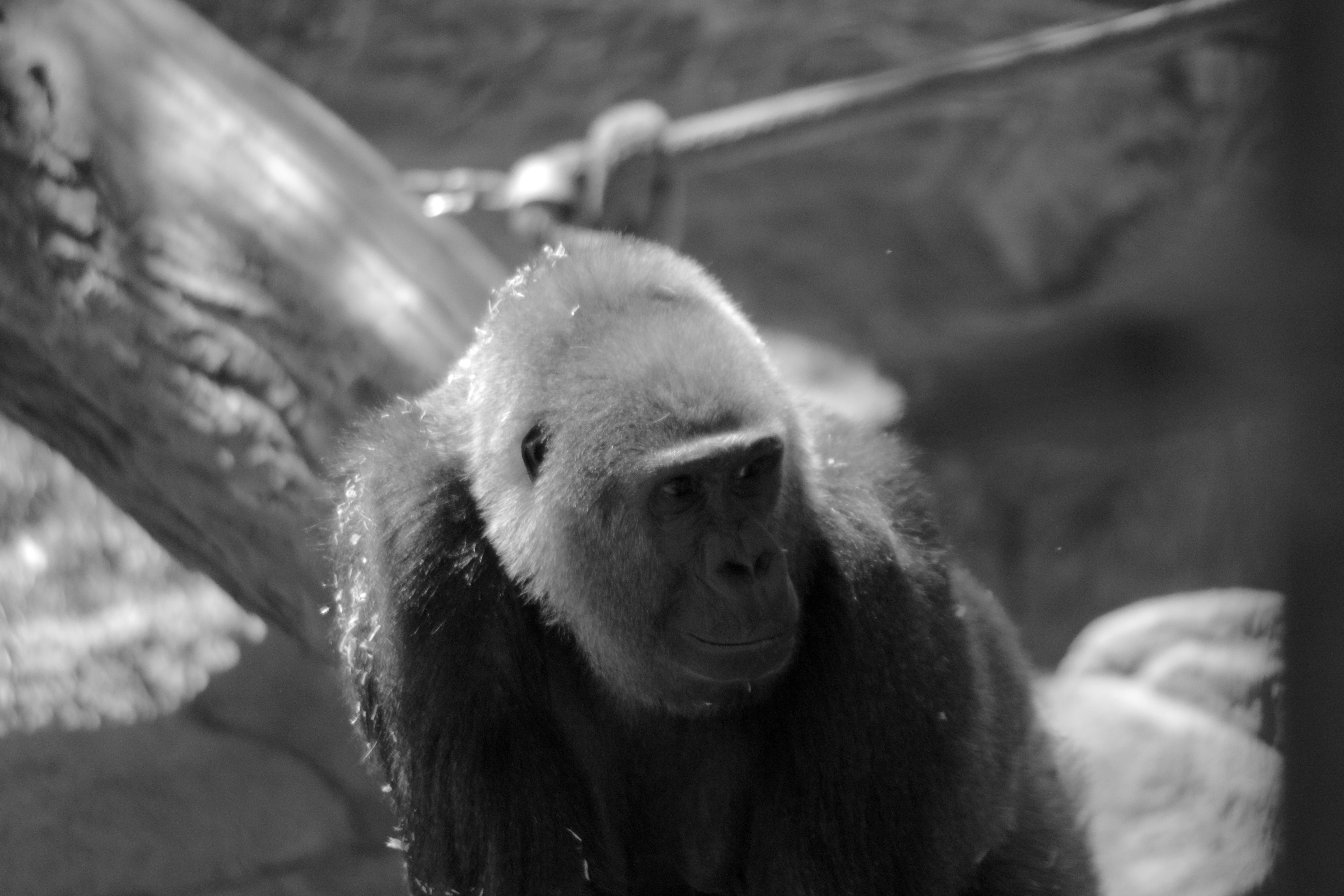 Monochrome Moment: A Gorilla's Quiet Gaze in the Exhibit