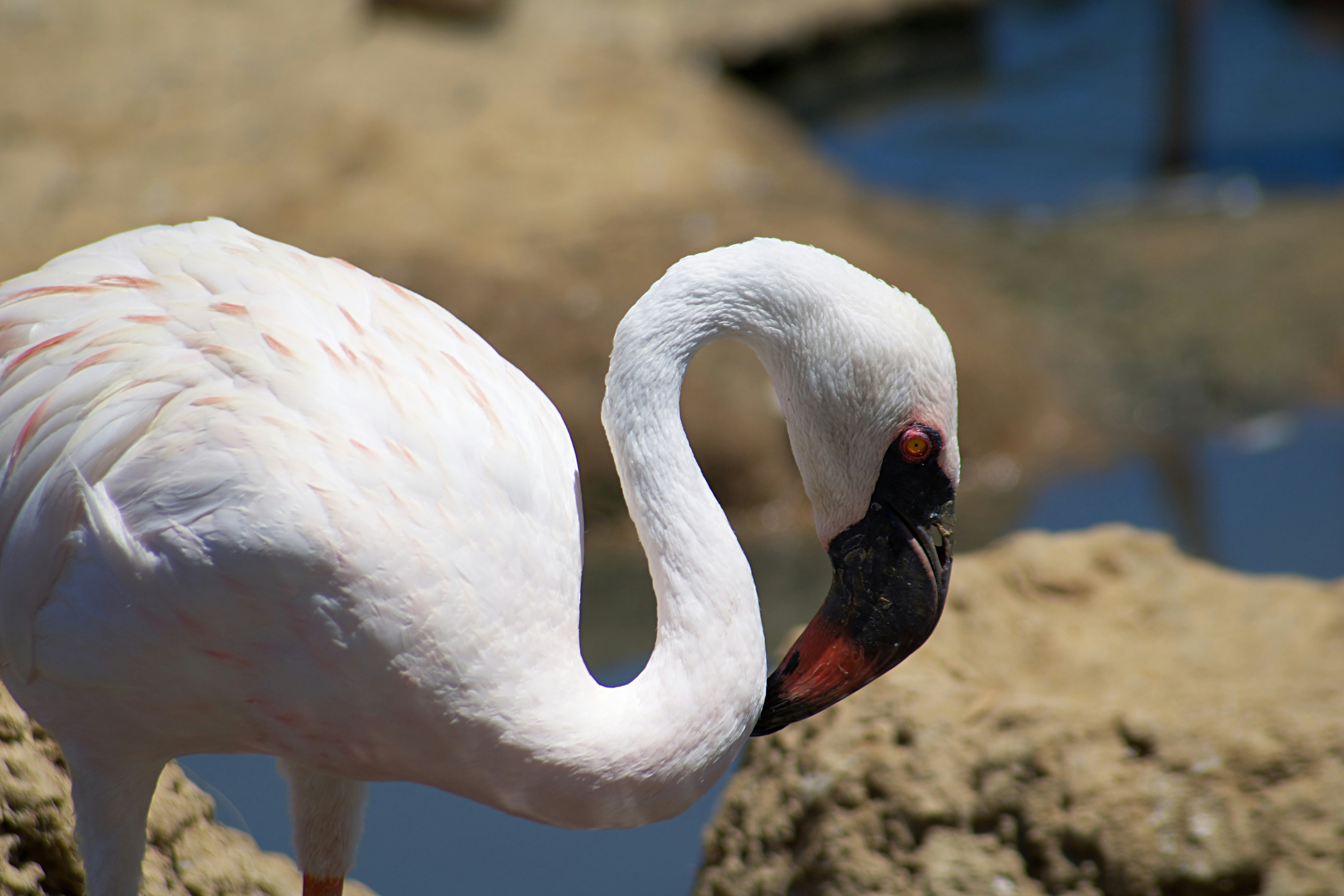 Graceful Curve: Flamingo Neck Amid Sand and Sea
