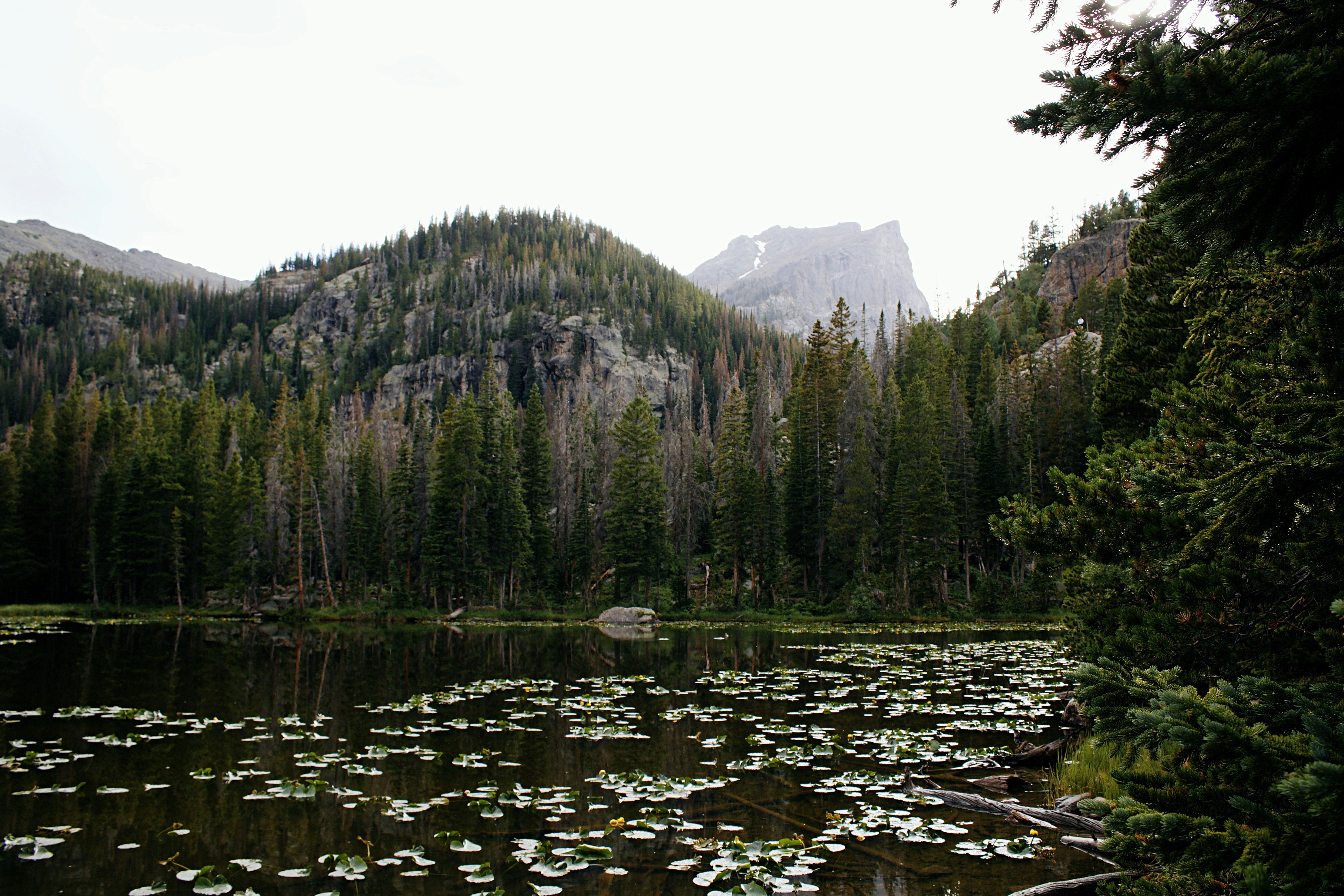 Lily pads float on a tranquil lake surrounded by towering evergreens and rugged mountains under a soft, overcast sky.