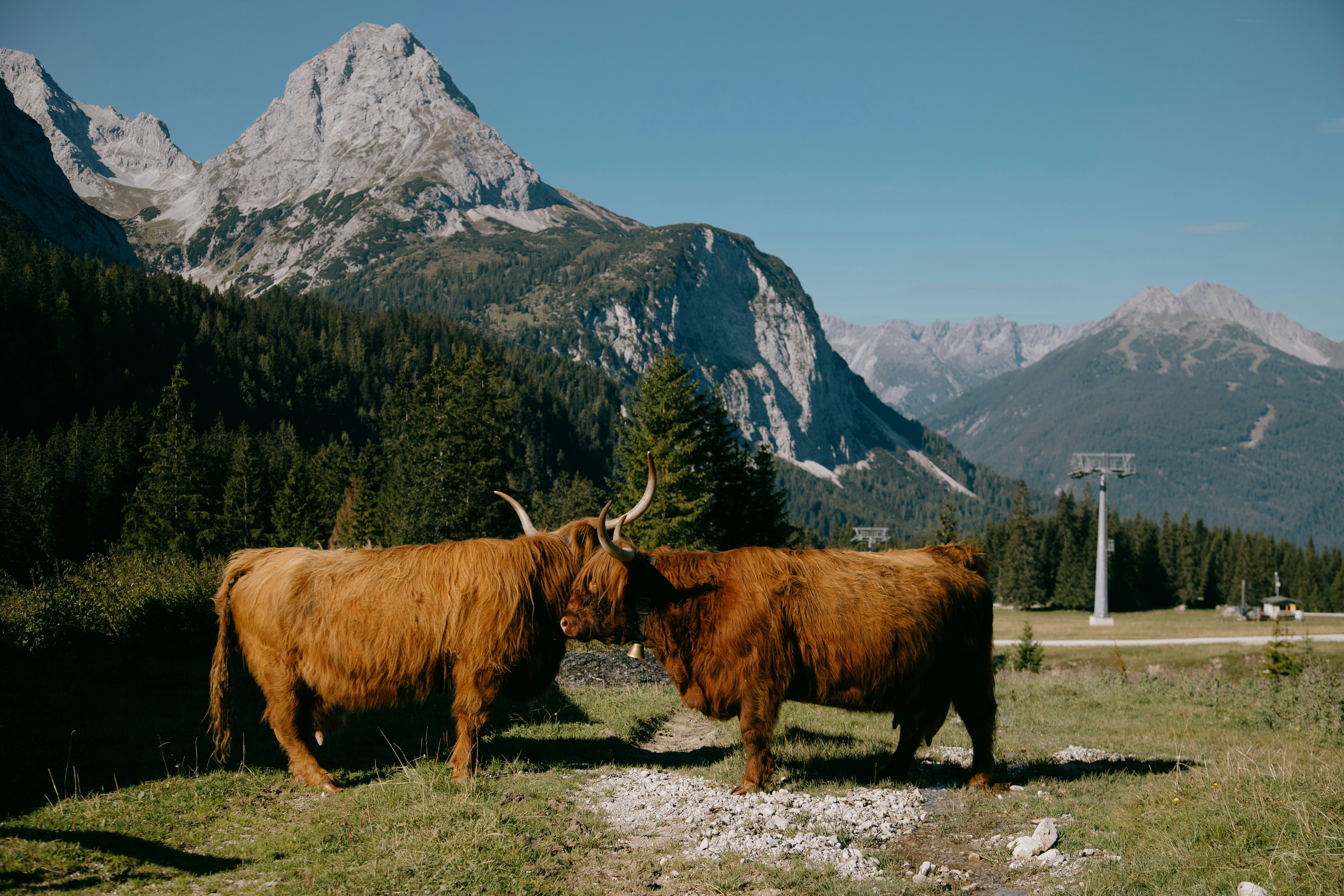 Brown cow on gray sand during daytime photo – Free Garmisch ...