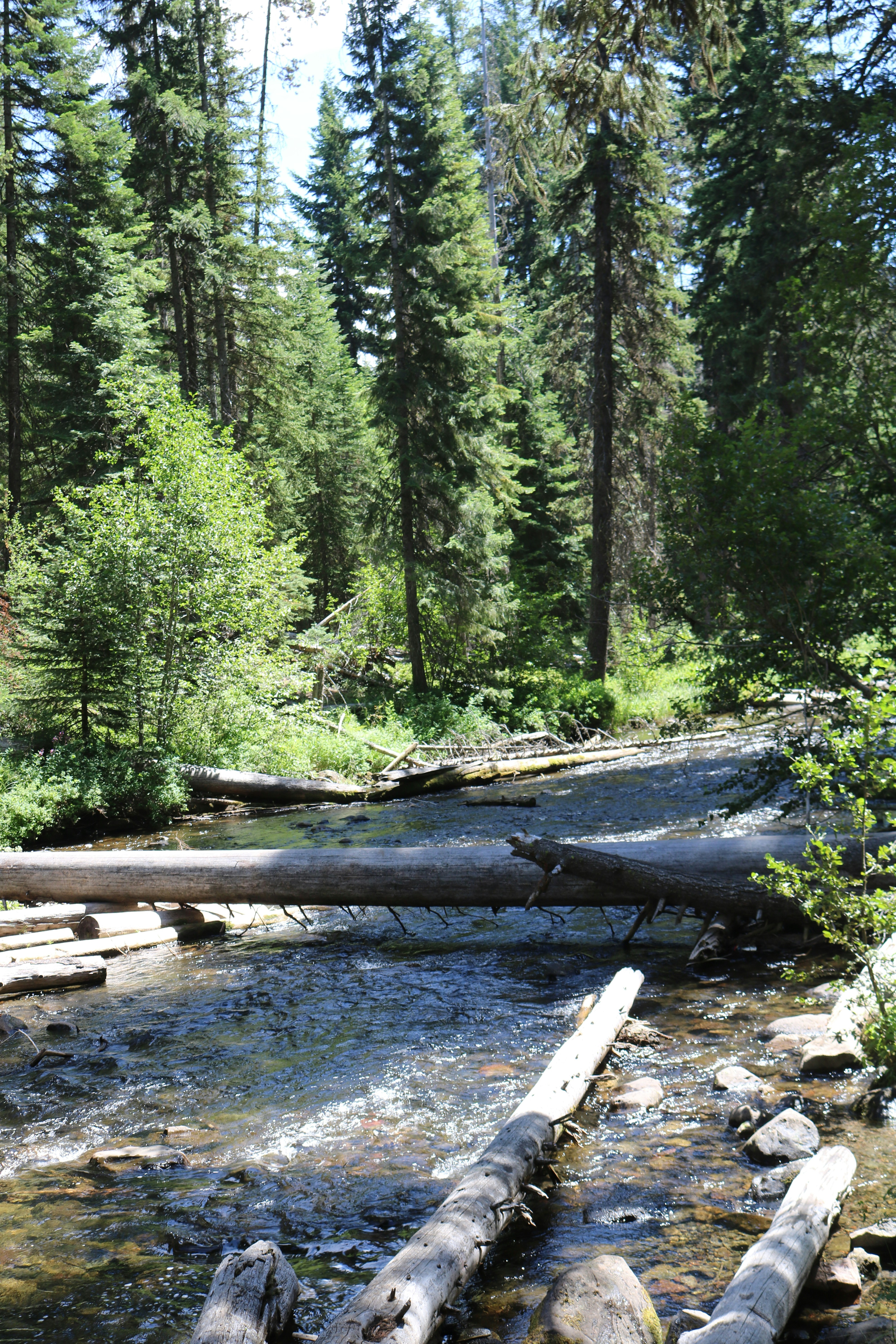 Brown wooden log on river photo – Free Water Image on Unsplash