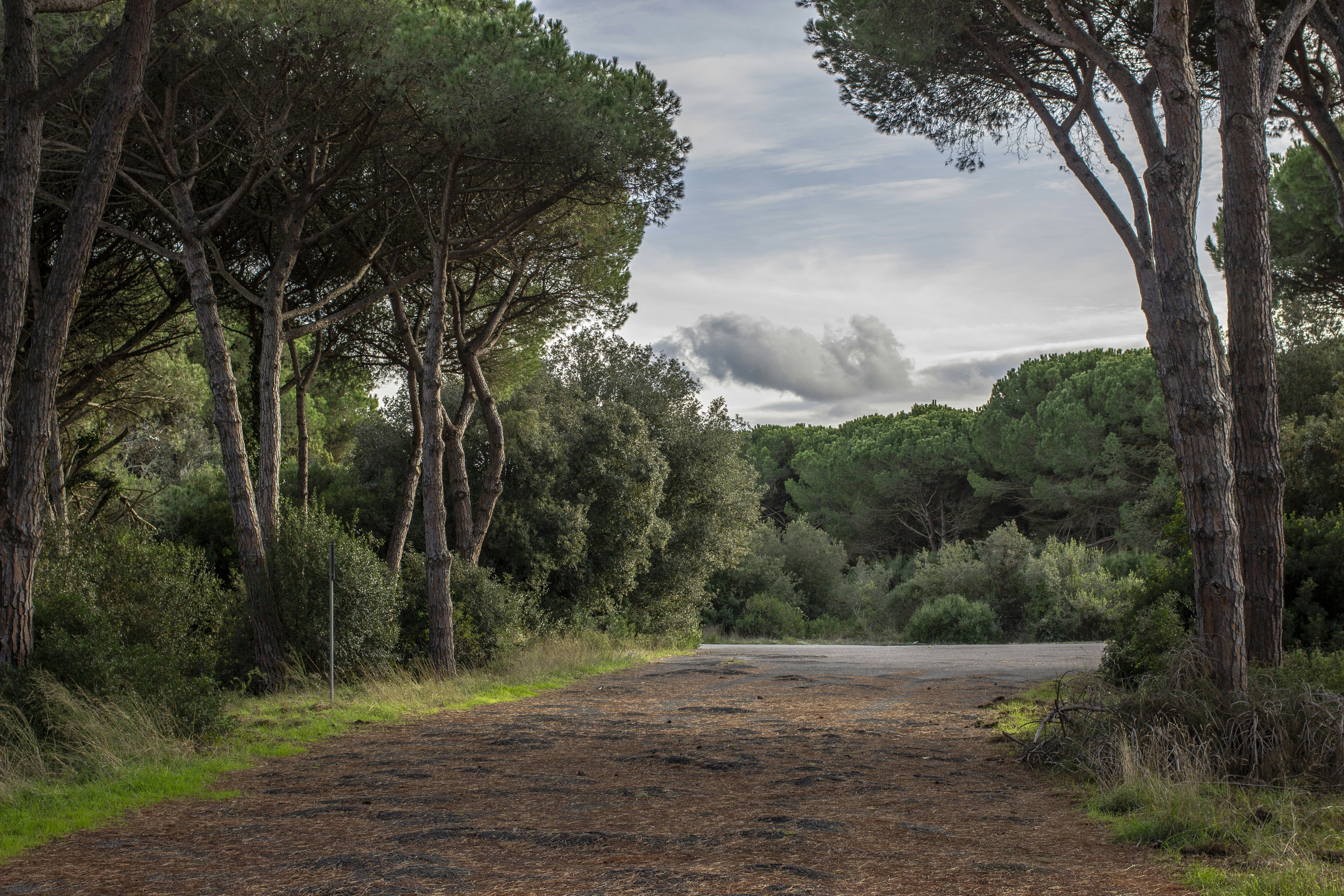 Green trees on brown field under white clouds during daytime photo ...