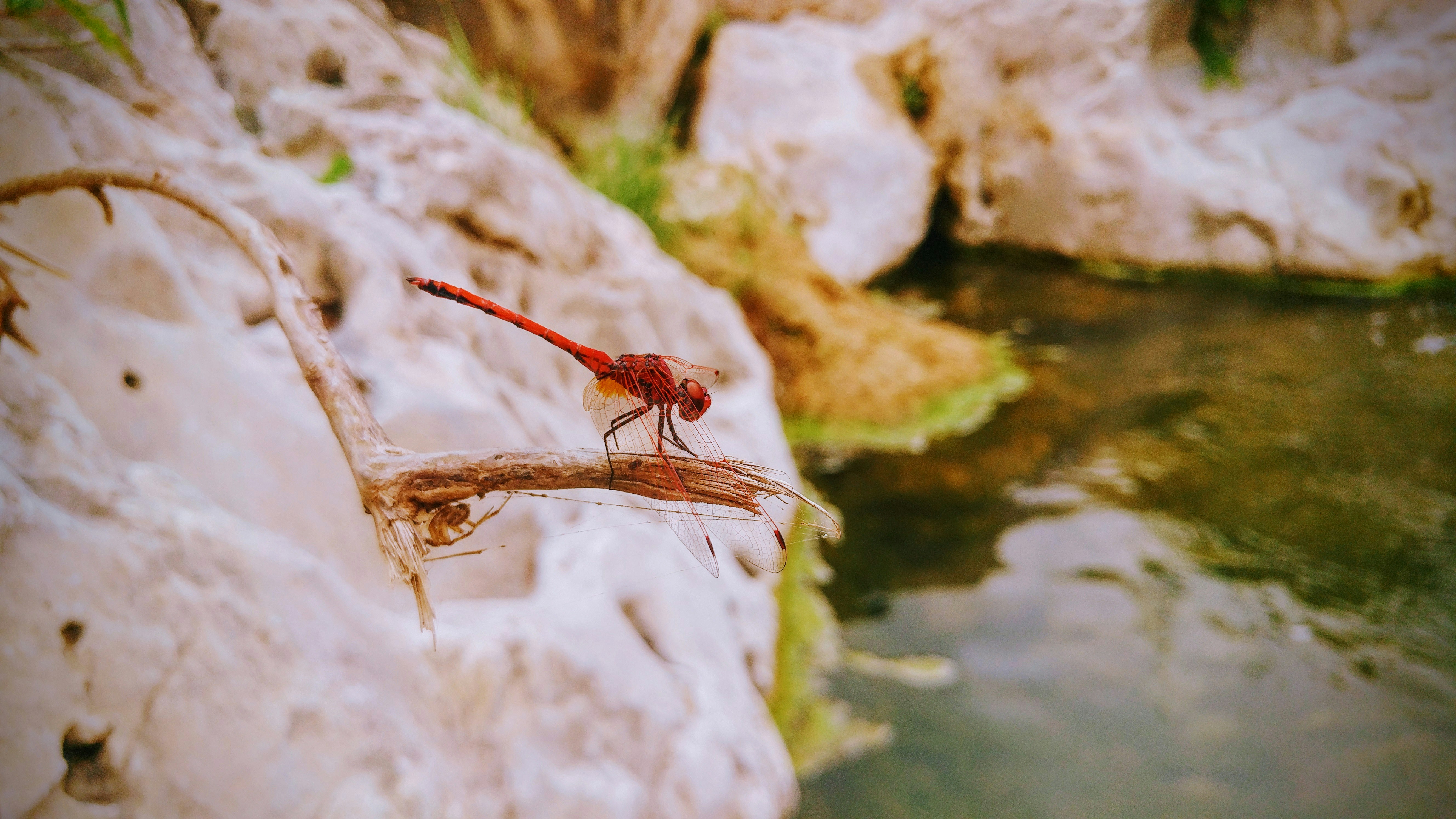 ameen murshed (@ameenadvs) | Komunitas Foto Unsplash