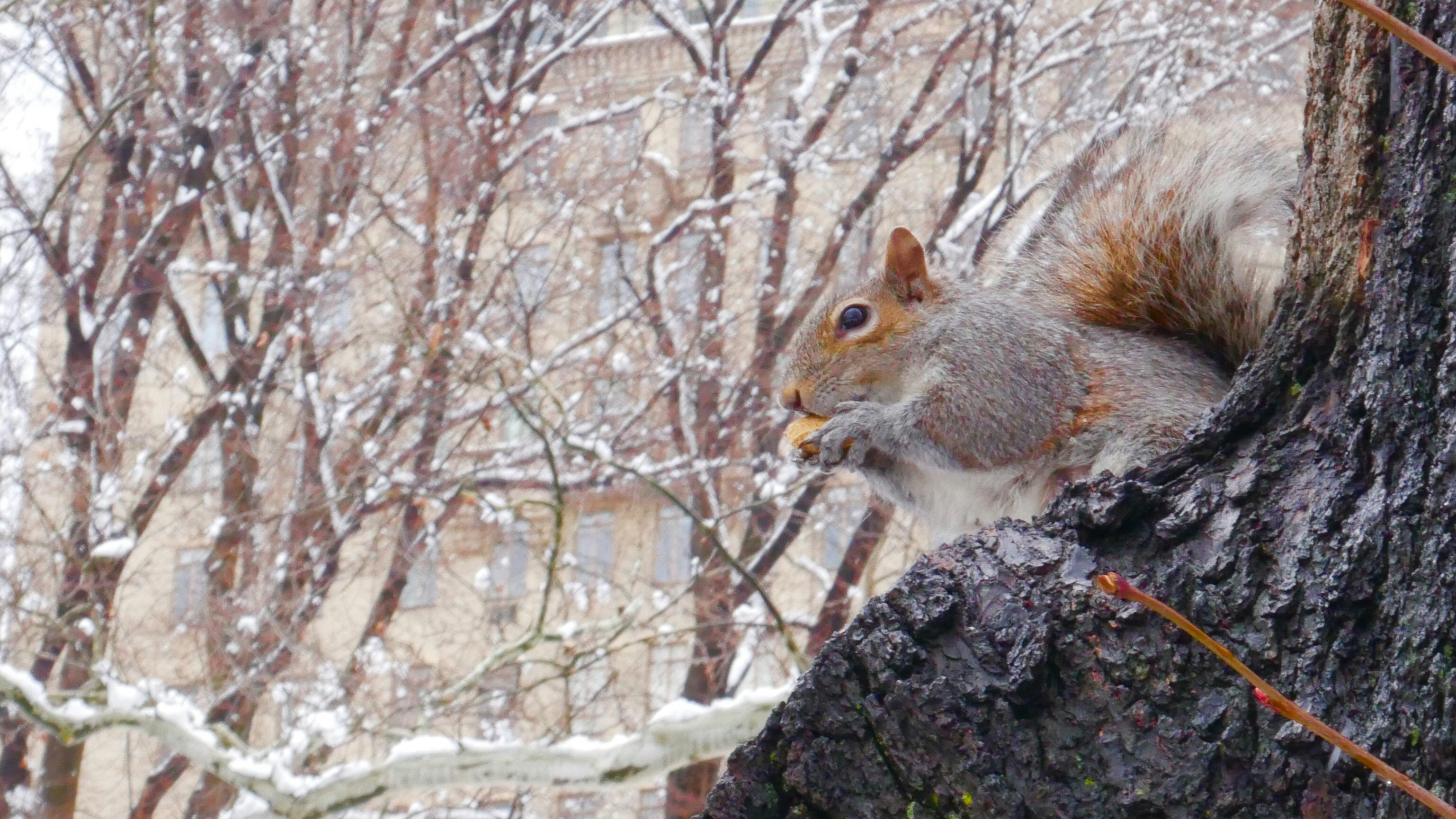 Nut squirrel 