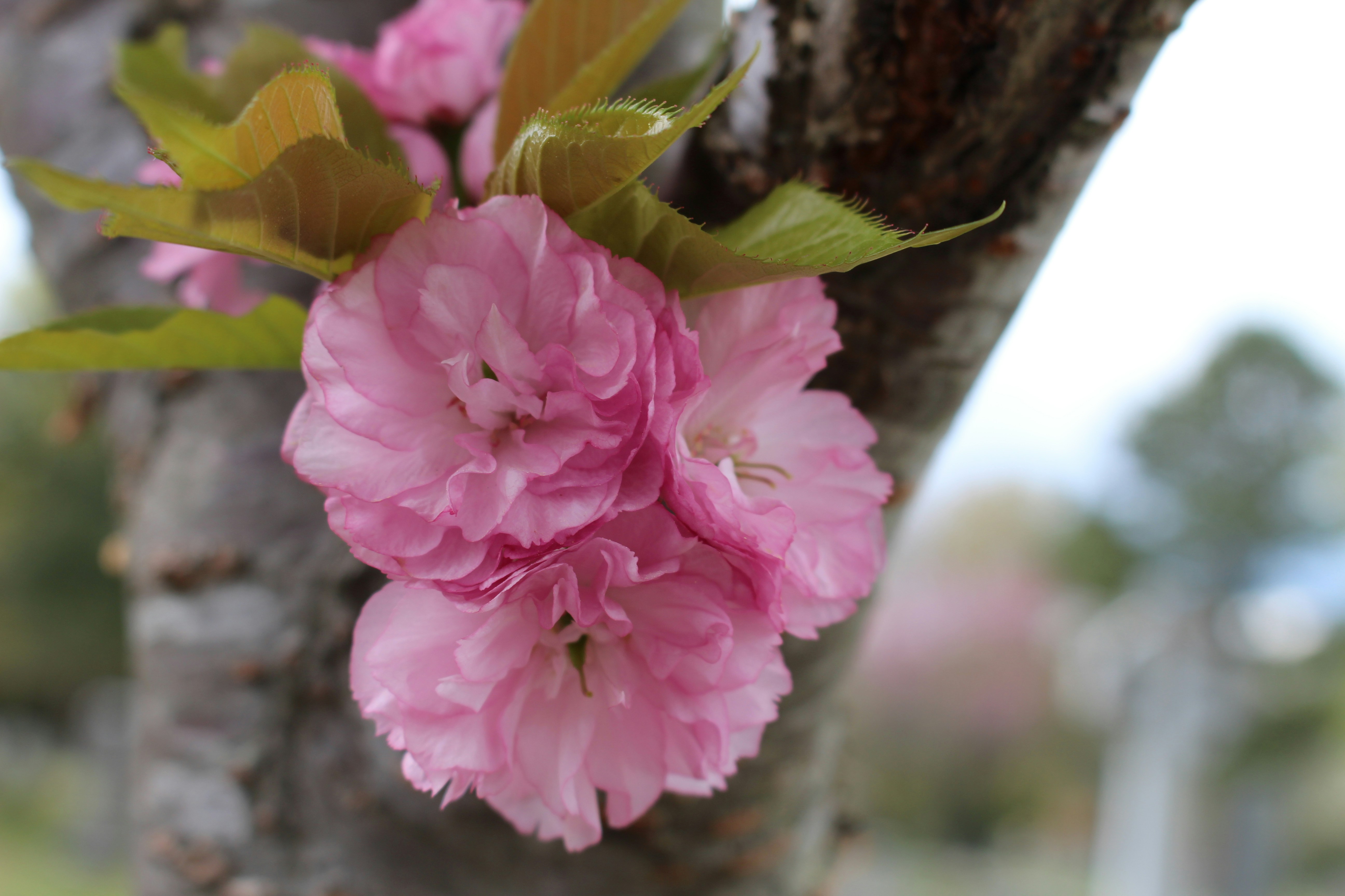 Blush Petals on Bark: A Close Embrace of Spring’s Bloom
