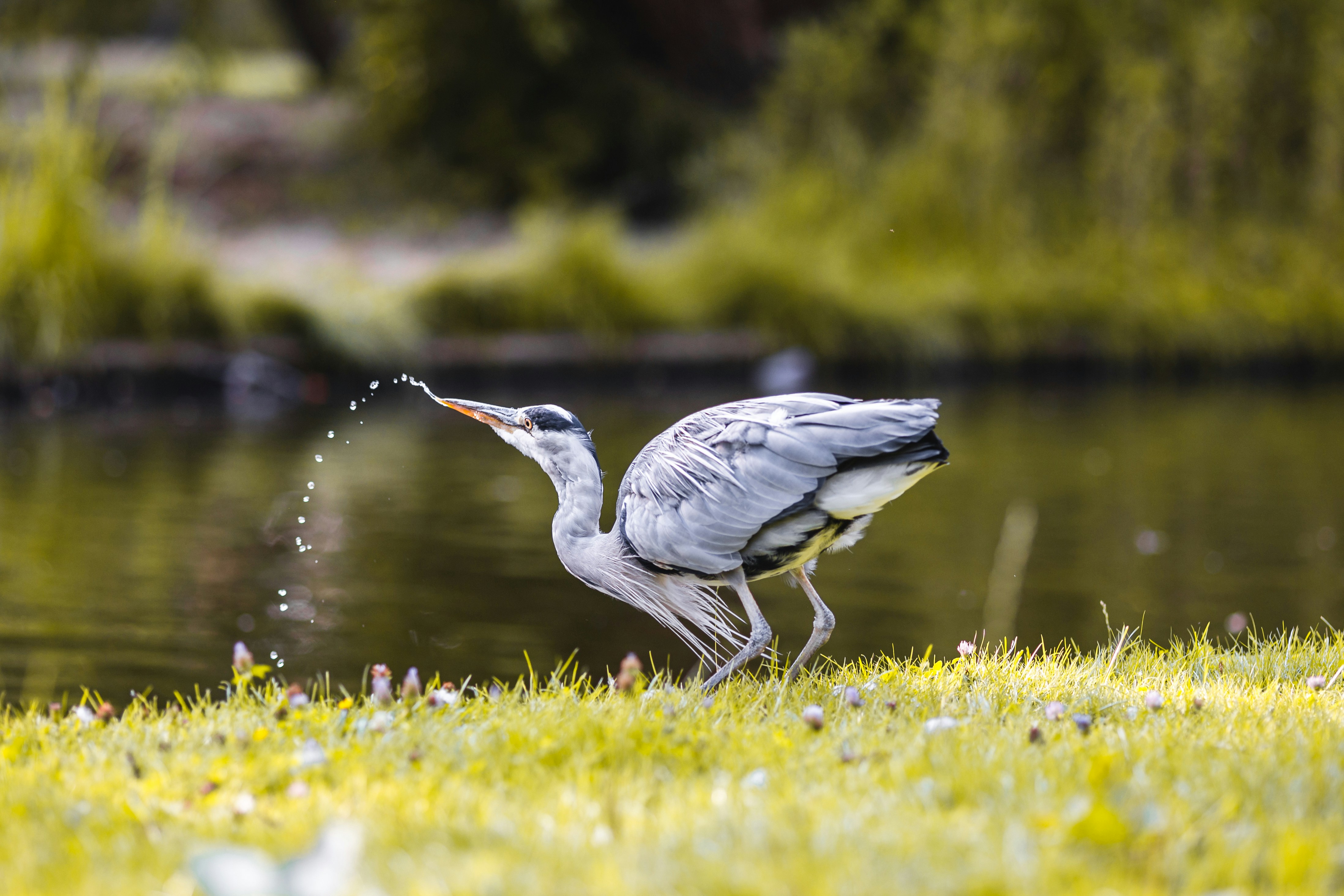 A grey heron gracefully catching droplets of water while standing on the lush grass by the pond.