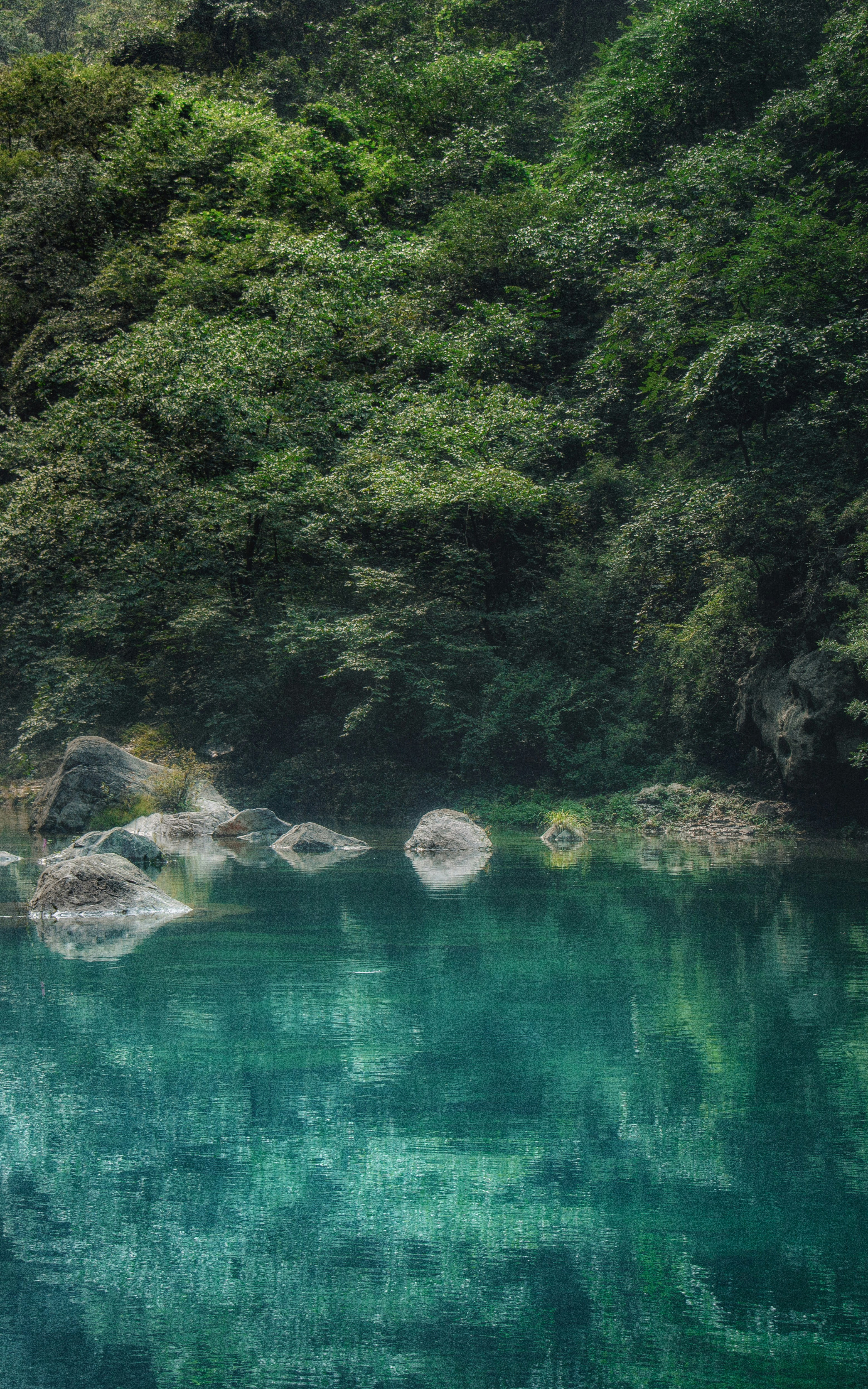 Emerald Mirror: A Quiet Pool Fringed by Green Canopy
