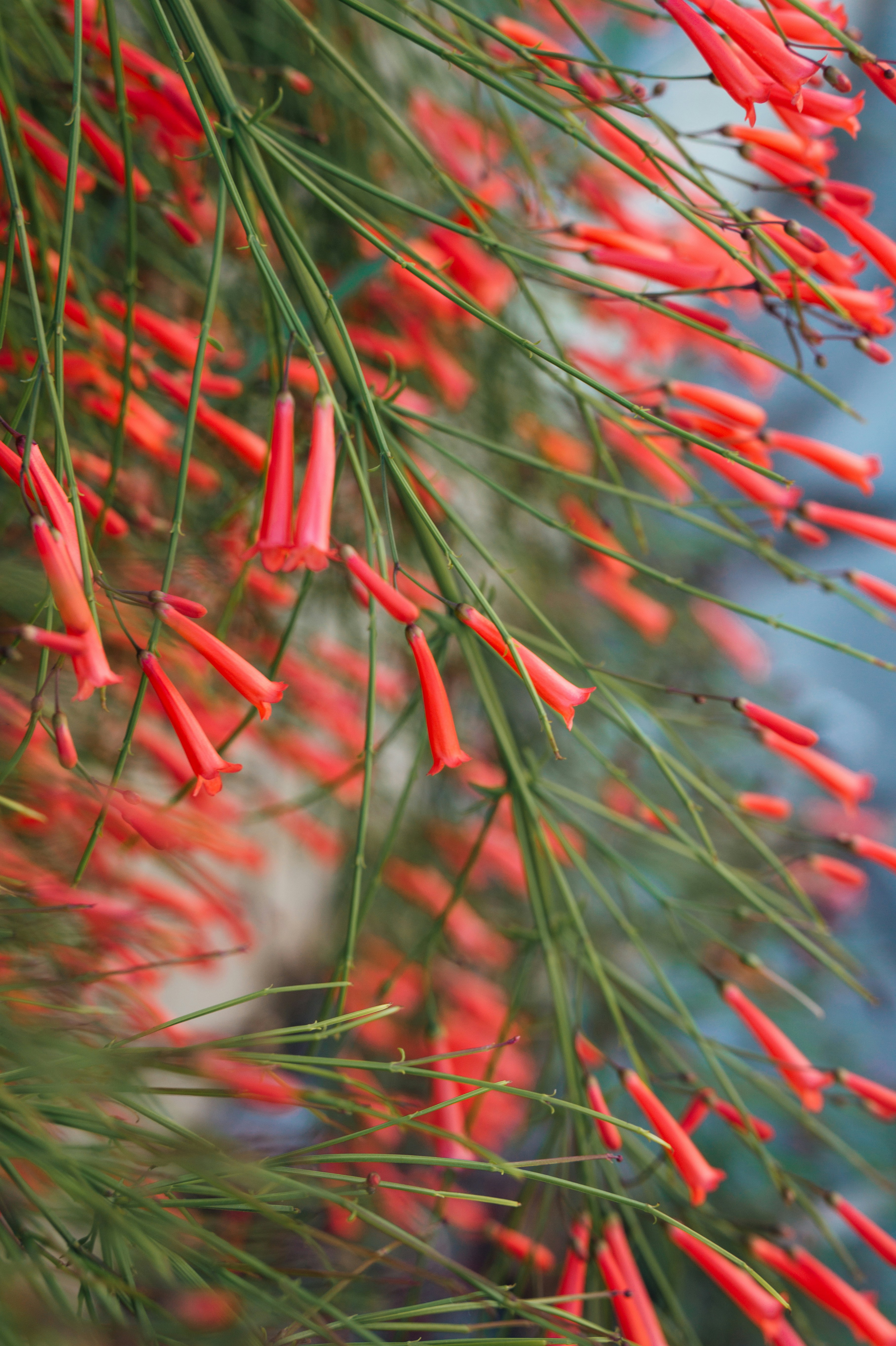 Plante rouge et verte pendant la journée photo – Photo Plante Gratuite ...