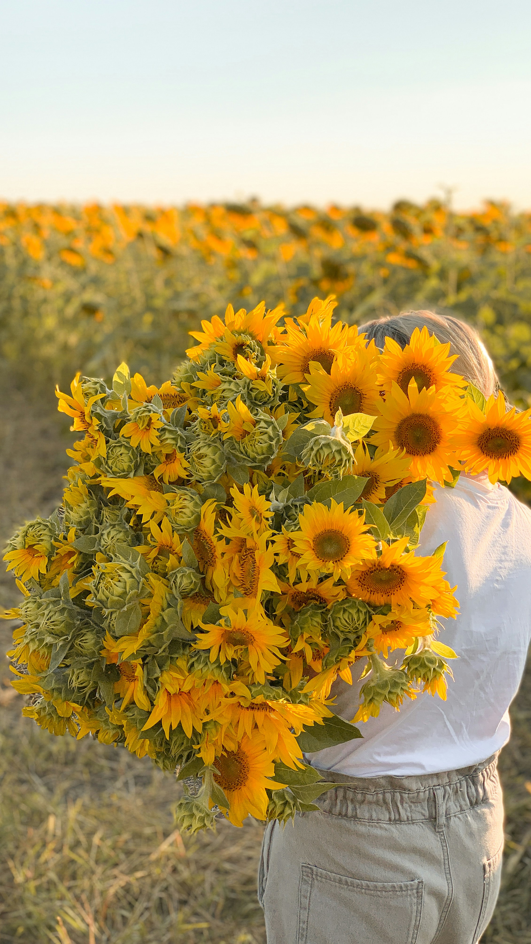 Harvest Glow: A Sunflower Bouquet Framed by a Field of Light