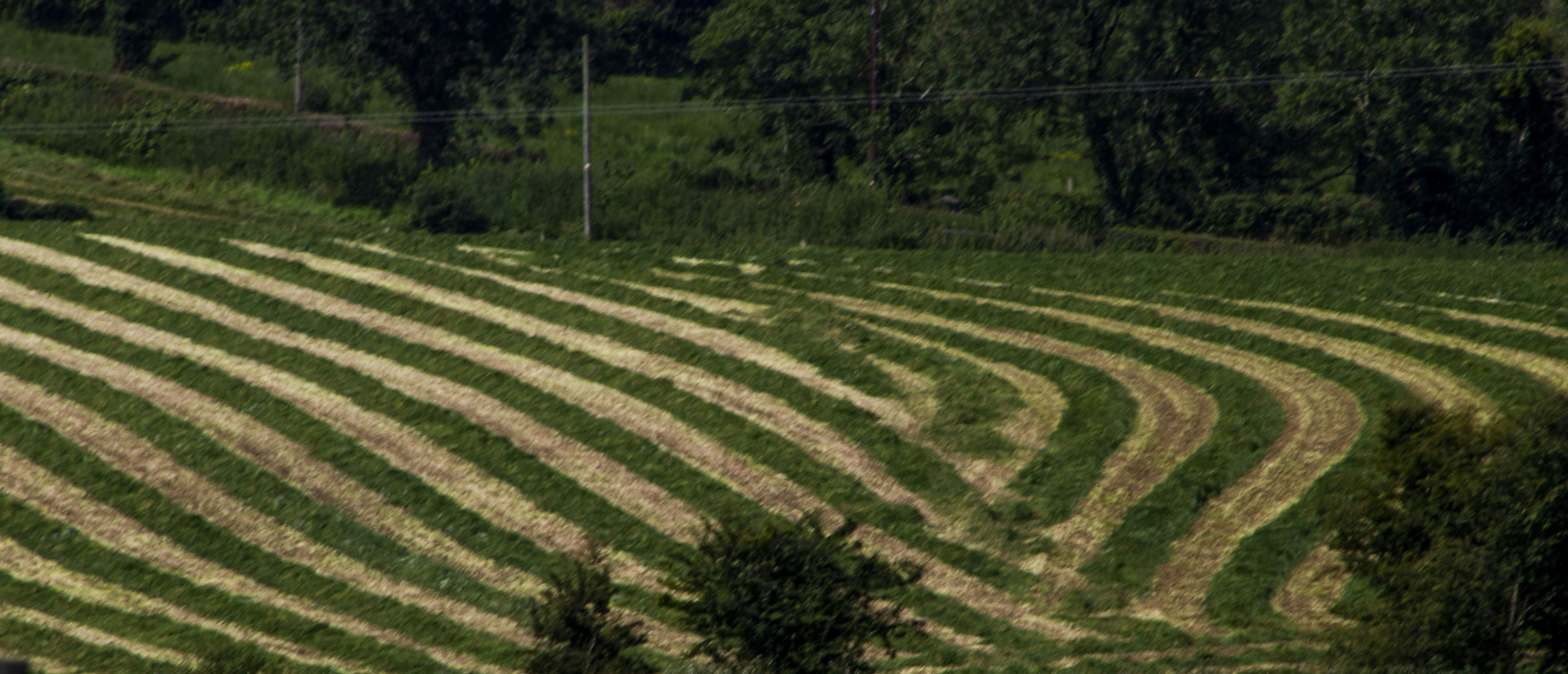 Terraced Hillside Echoes: Toward the Quiet Line of Harvest