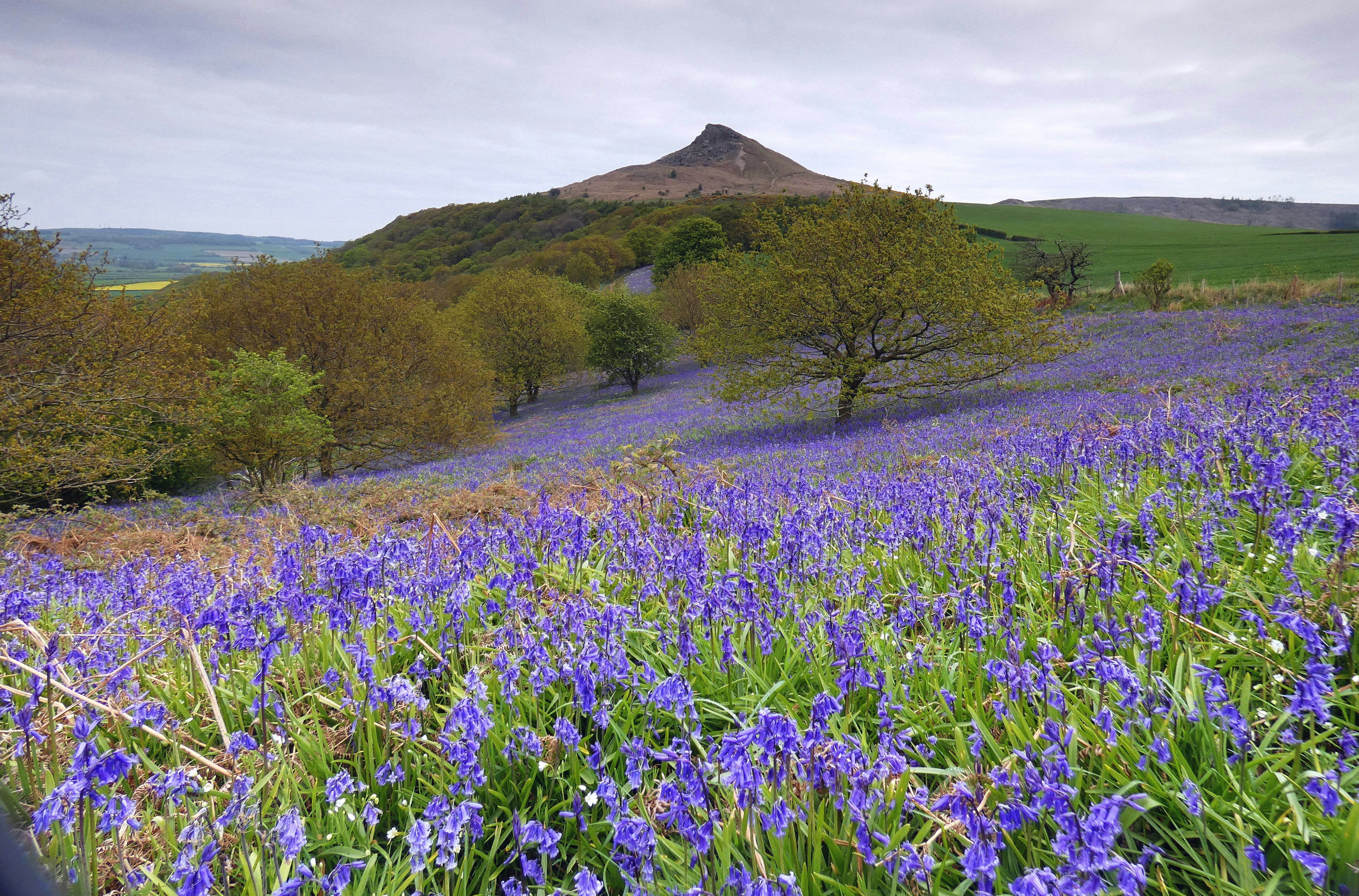Expansive field of bluebells stretching towards a distant hill under a cloudy sky.