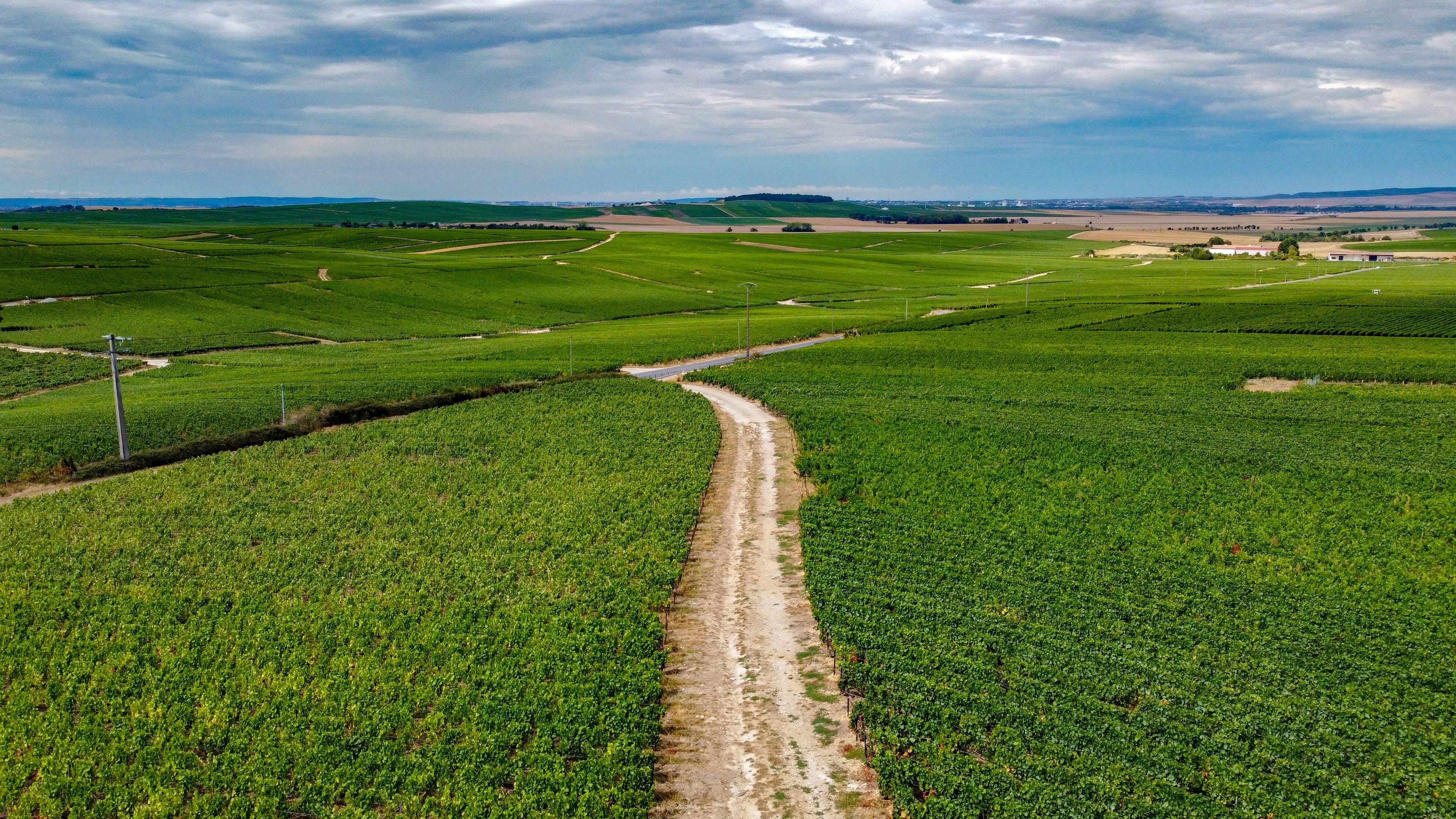Winding Path Through Verdant Vineyards