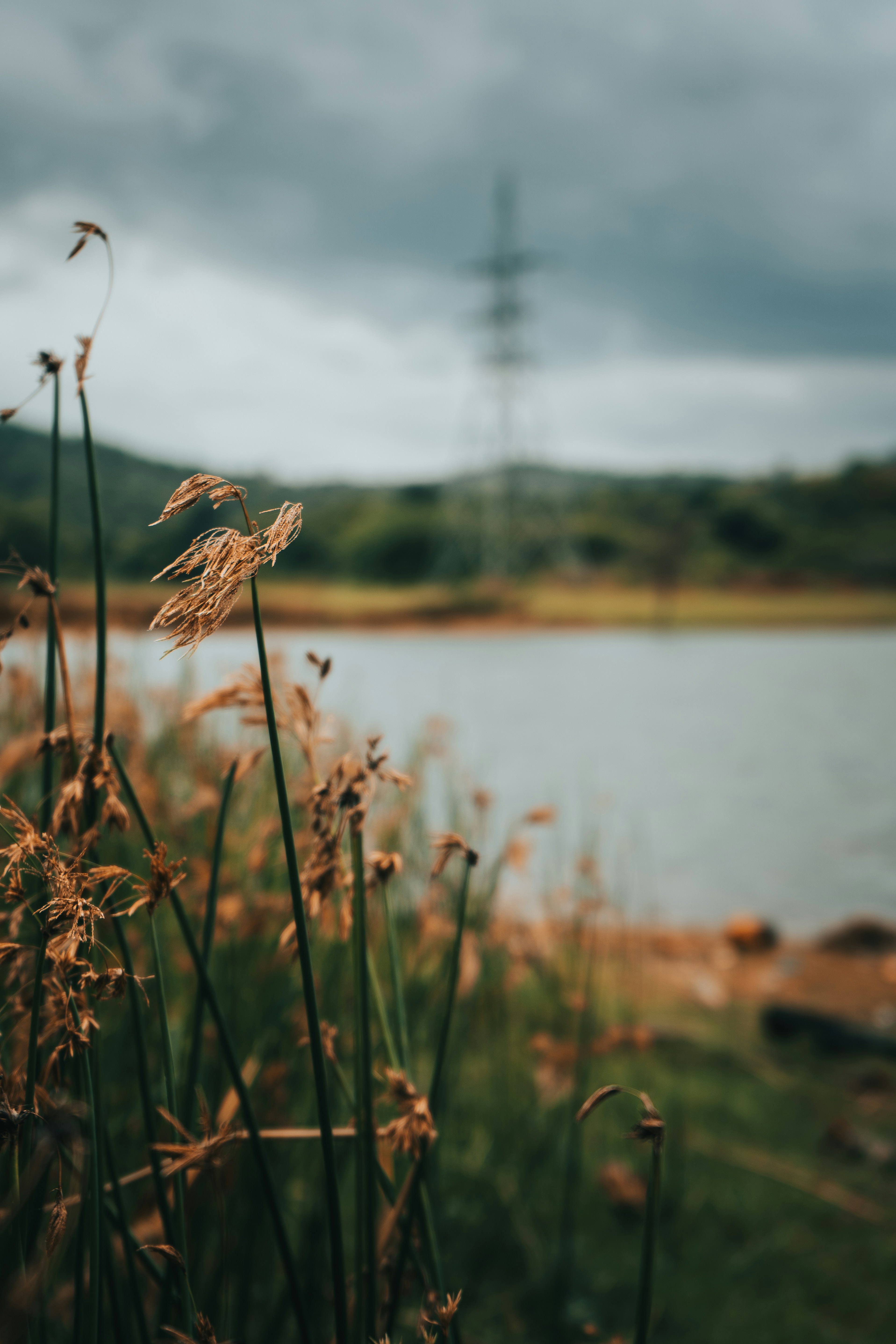 Reeds at the Shore: Quiet Fringes by a Distant Reservoir