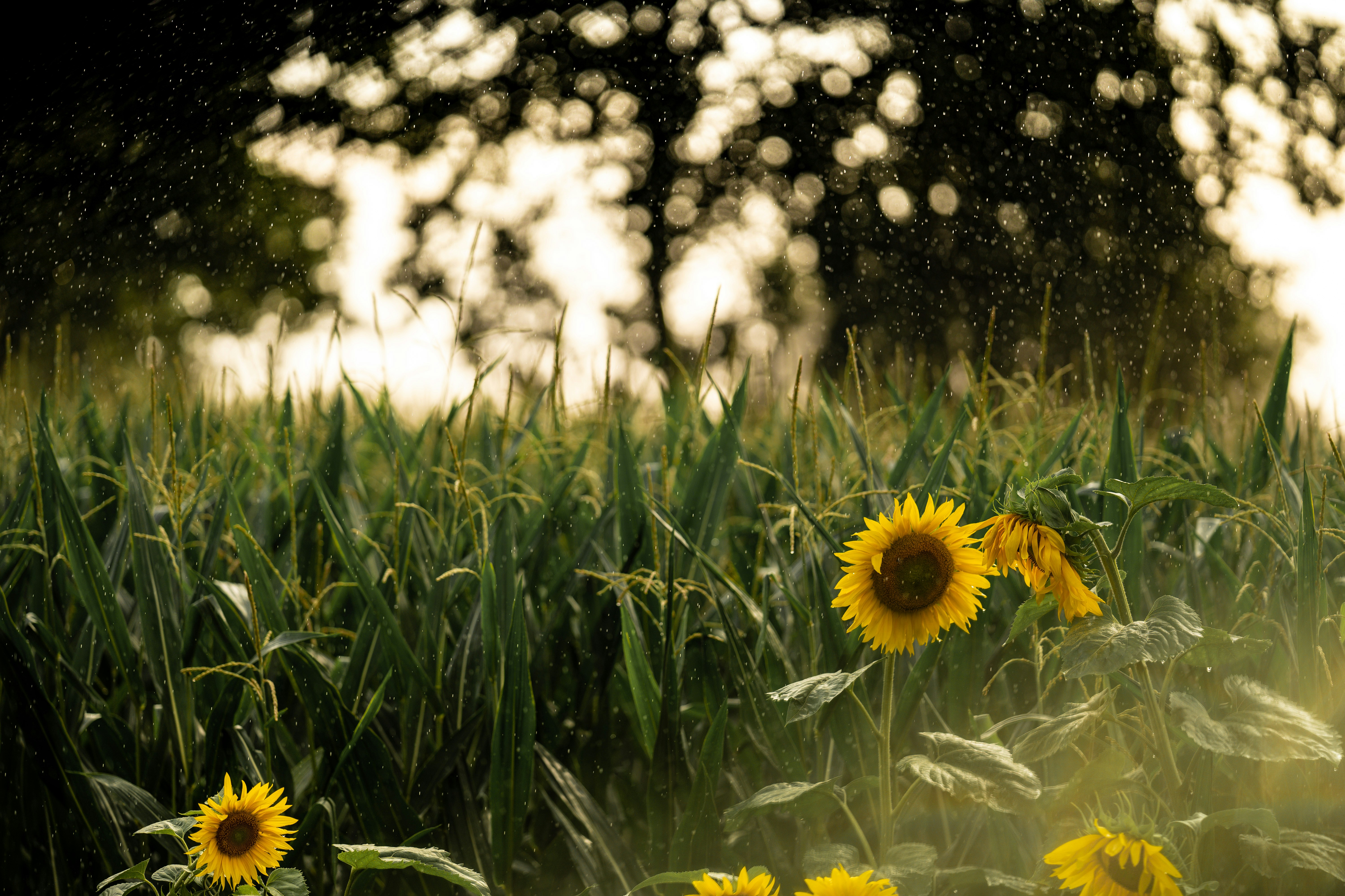 Sunlit Sunflowers in a Soft-Glare Field