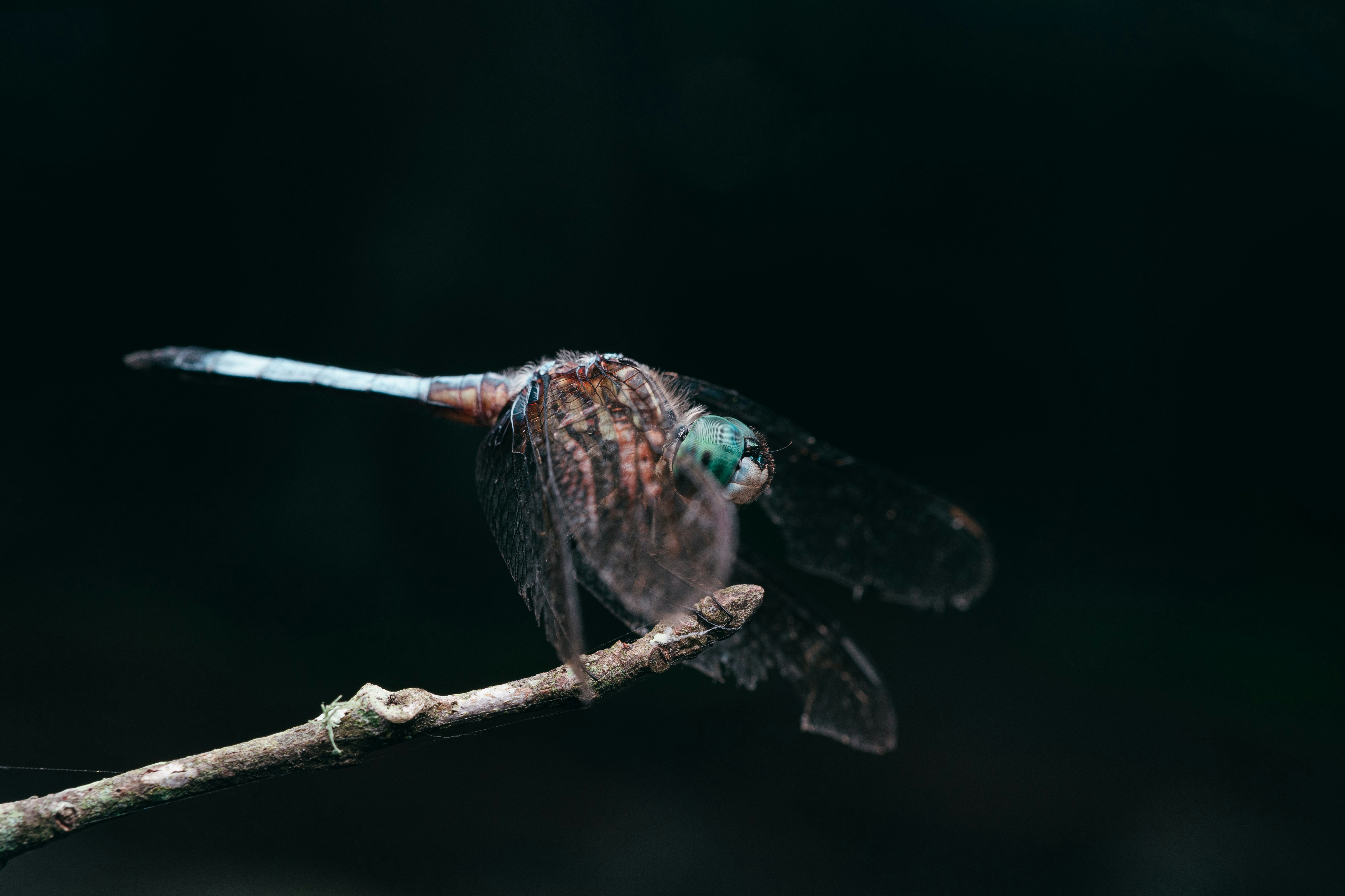 Dragonfly perched on a twig, showcasing intricate wing patterns against a dark background.