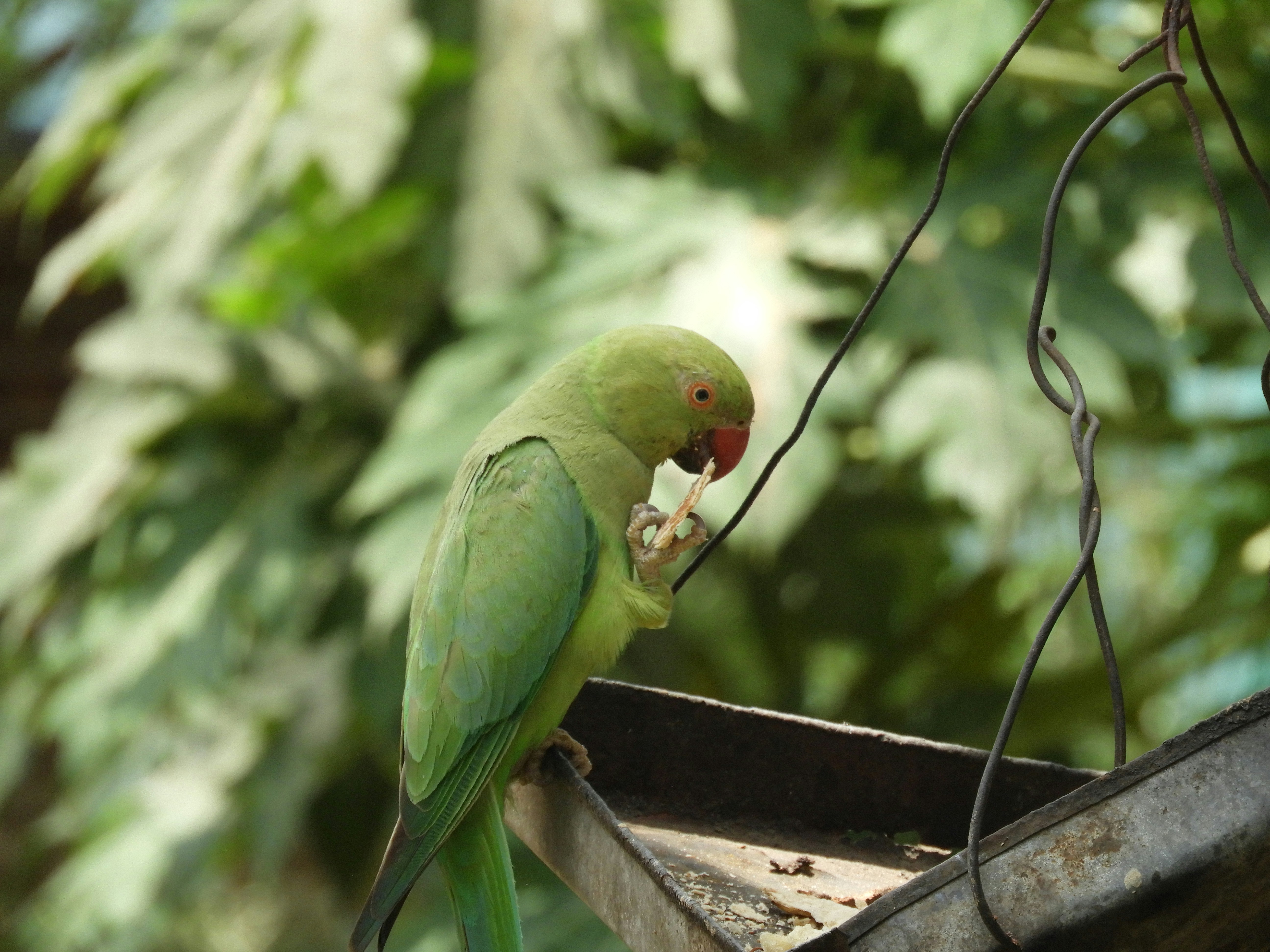 A vibrant green parrot perched on a feeding tray, delicately holding a piece of food, surrounded by lush foliage.