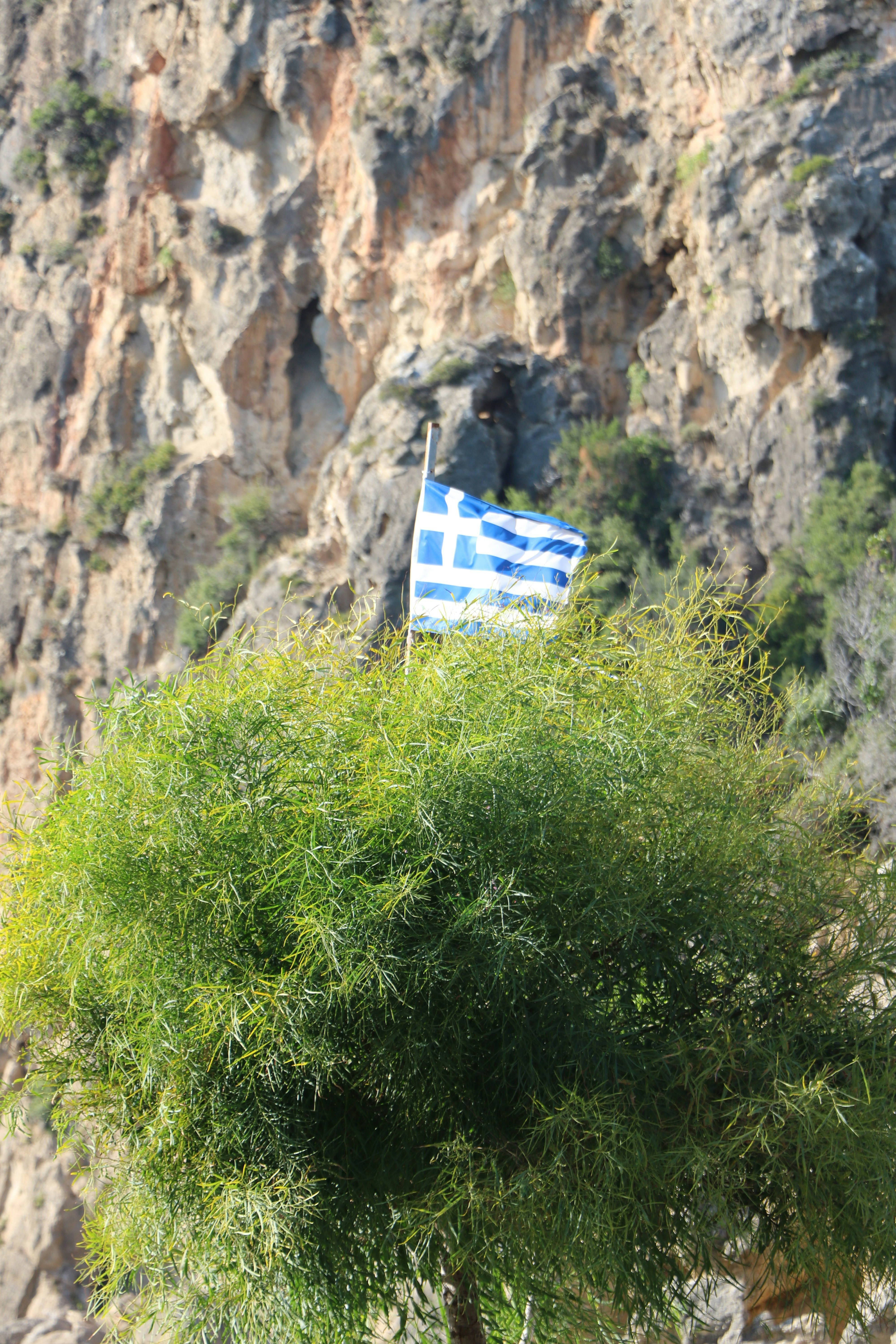 A Greek flag flutters atop a lush tree, set against a rugged cliffside backdrop. The scene embodies a harmonious blend of nature and national pride.