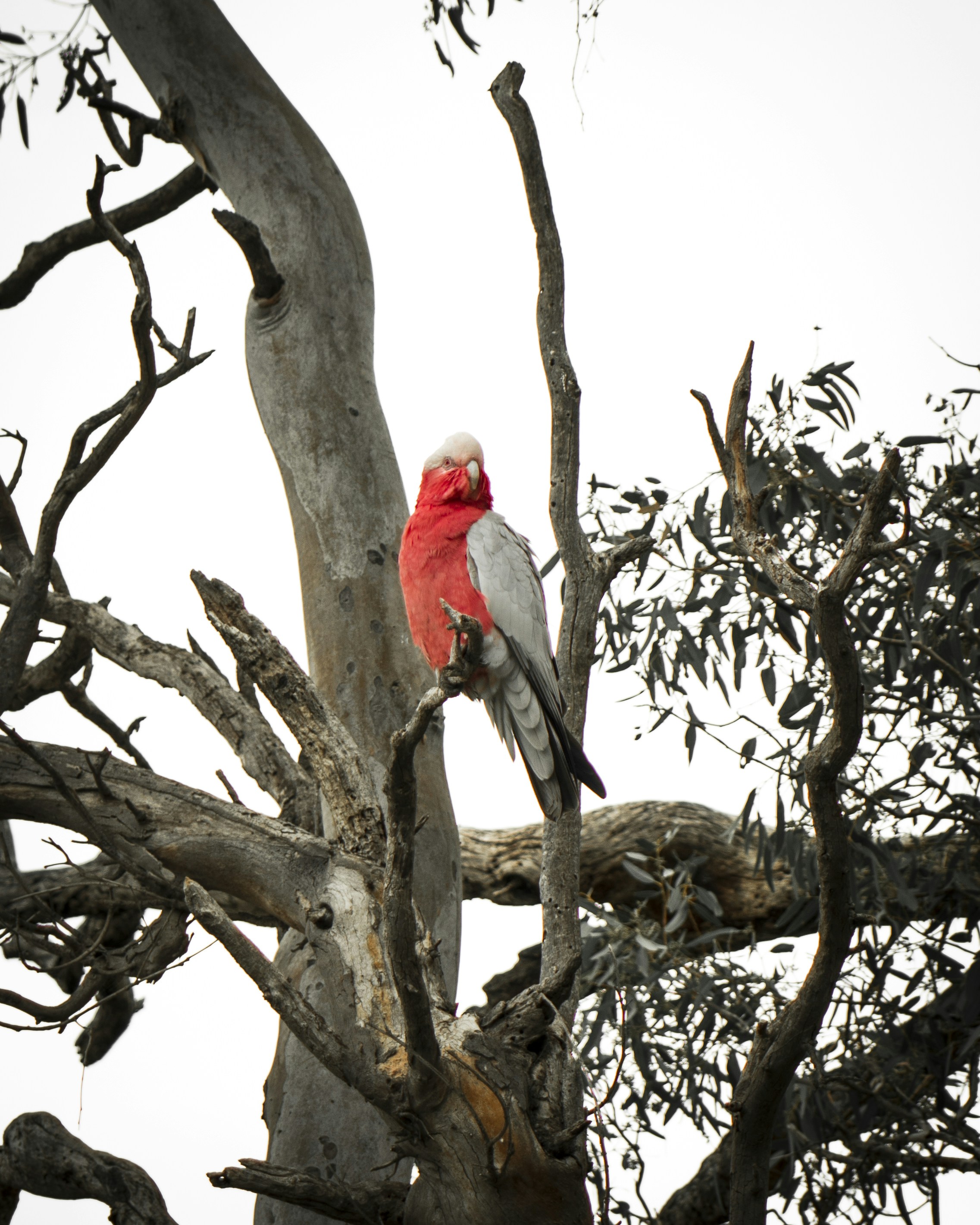 A vibrant galah perched on a gnarled tree branch, showcasing its striking pink and gray plumage against a muted background.