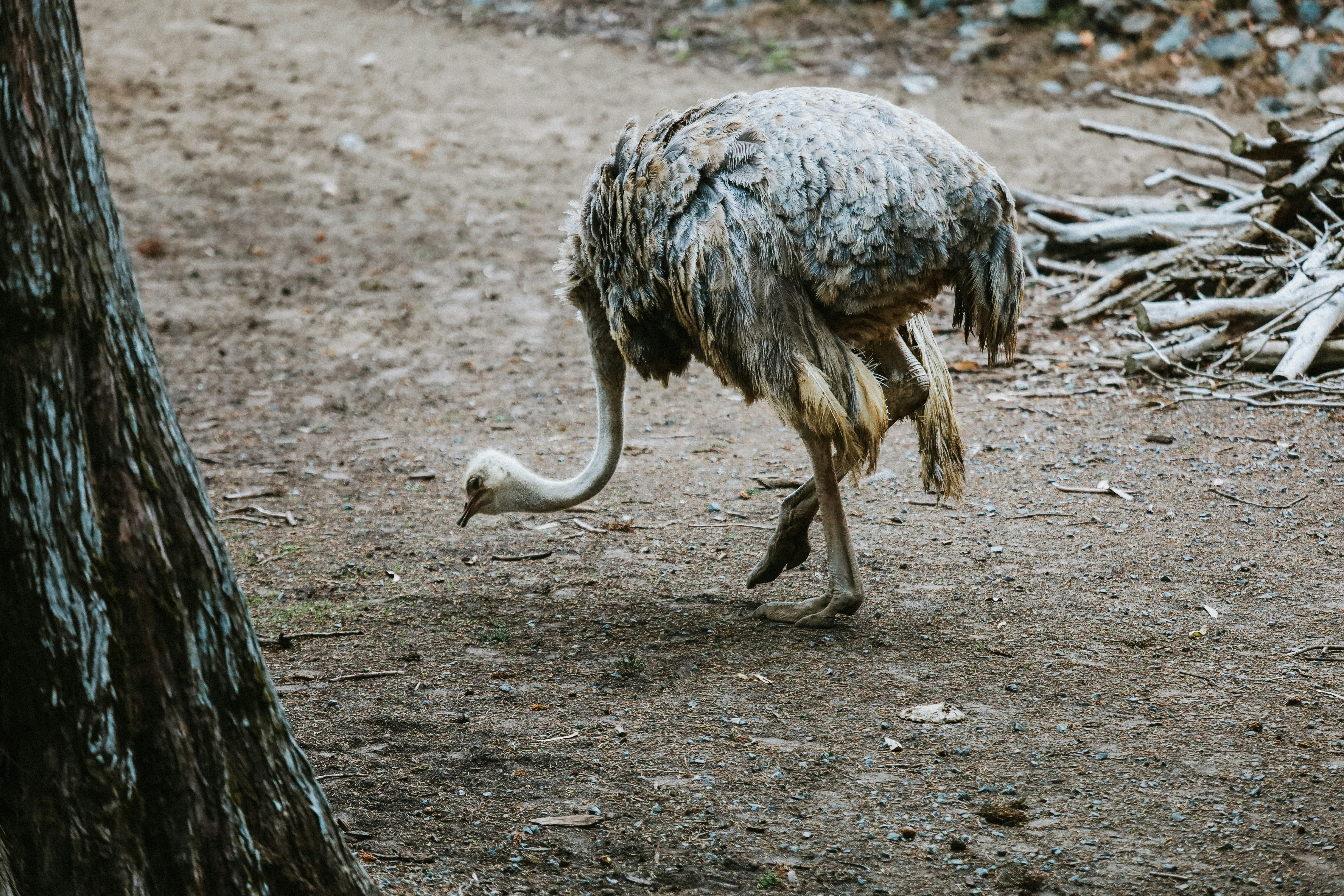 Gray ostrich on brown soil during daytime photo – Free Grey Image on ...