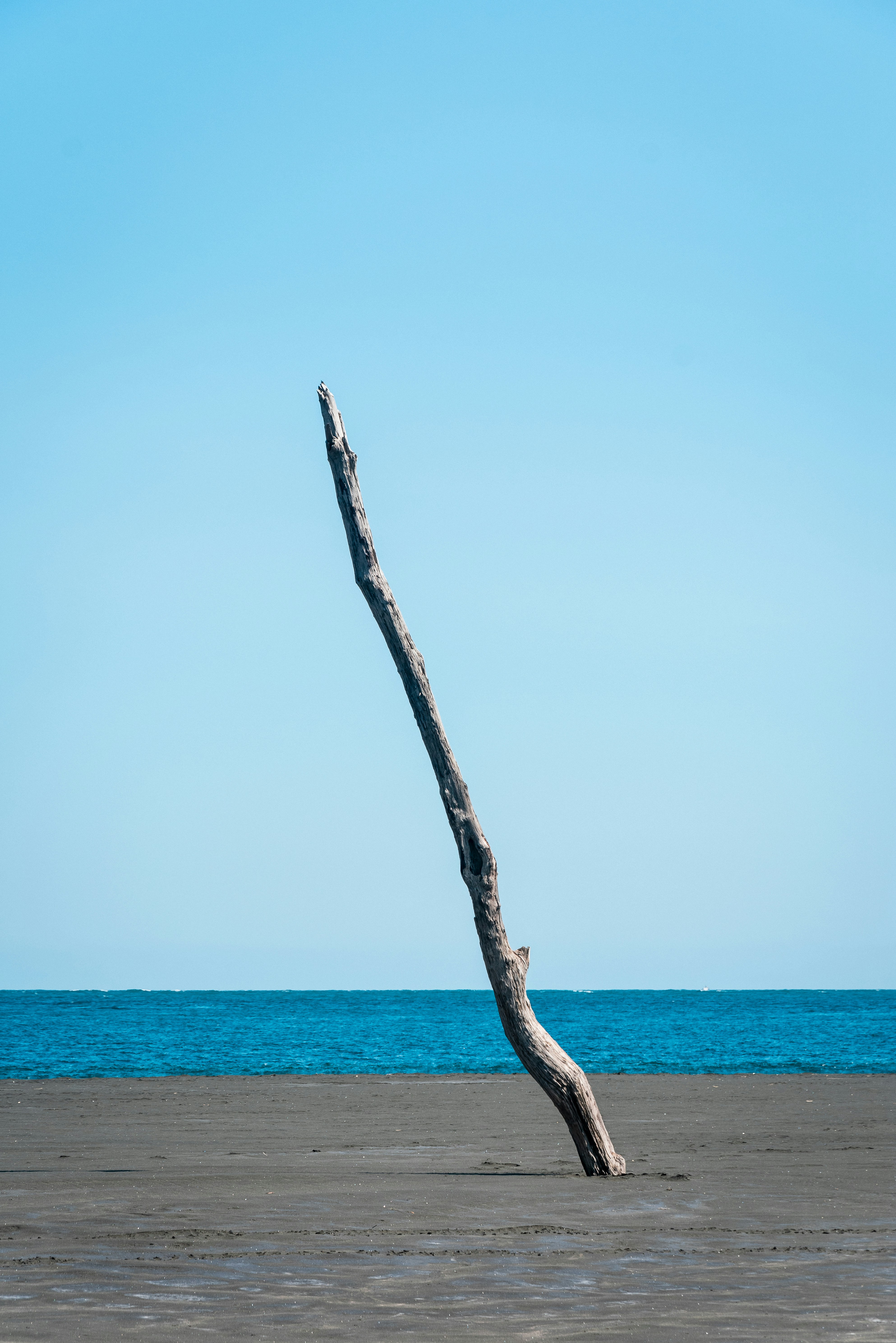 A lone driftwood tree stretches towards the sky, set against a vast blue ocean and clear horizon. The stark contrast highlights the beauty of nature's simplicity.