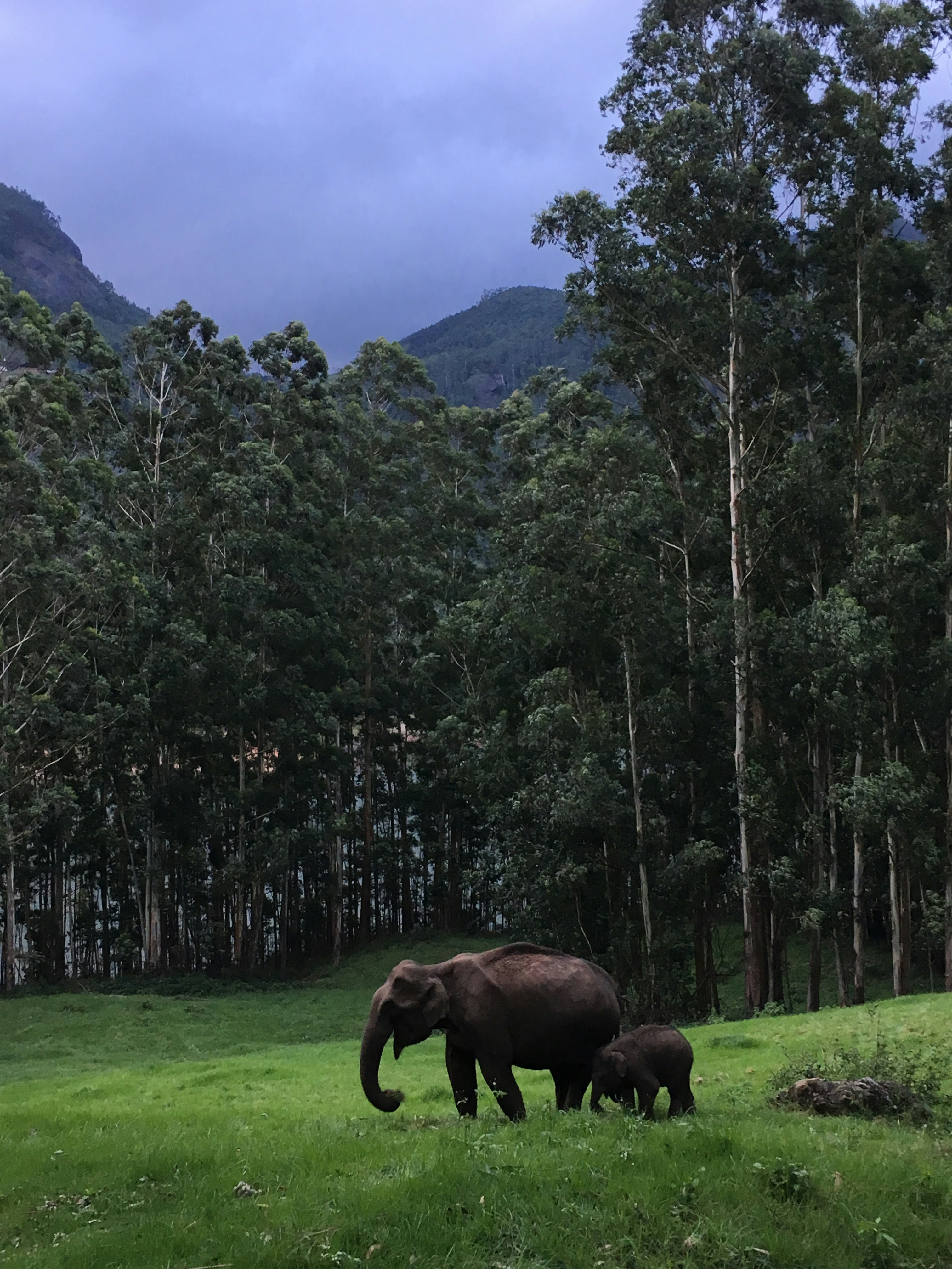 An adult elephant and its calf grazing peacefully in a lush, green landscape surrounded by towering eucalyptus trees and distant mountains.