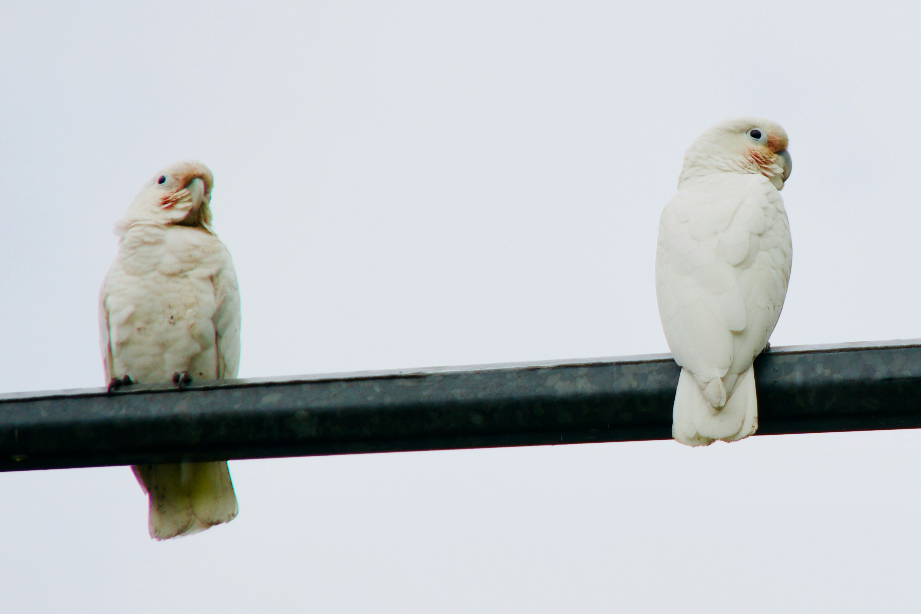 Two white doves perched on a slender metal bar against a pale sky
