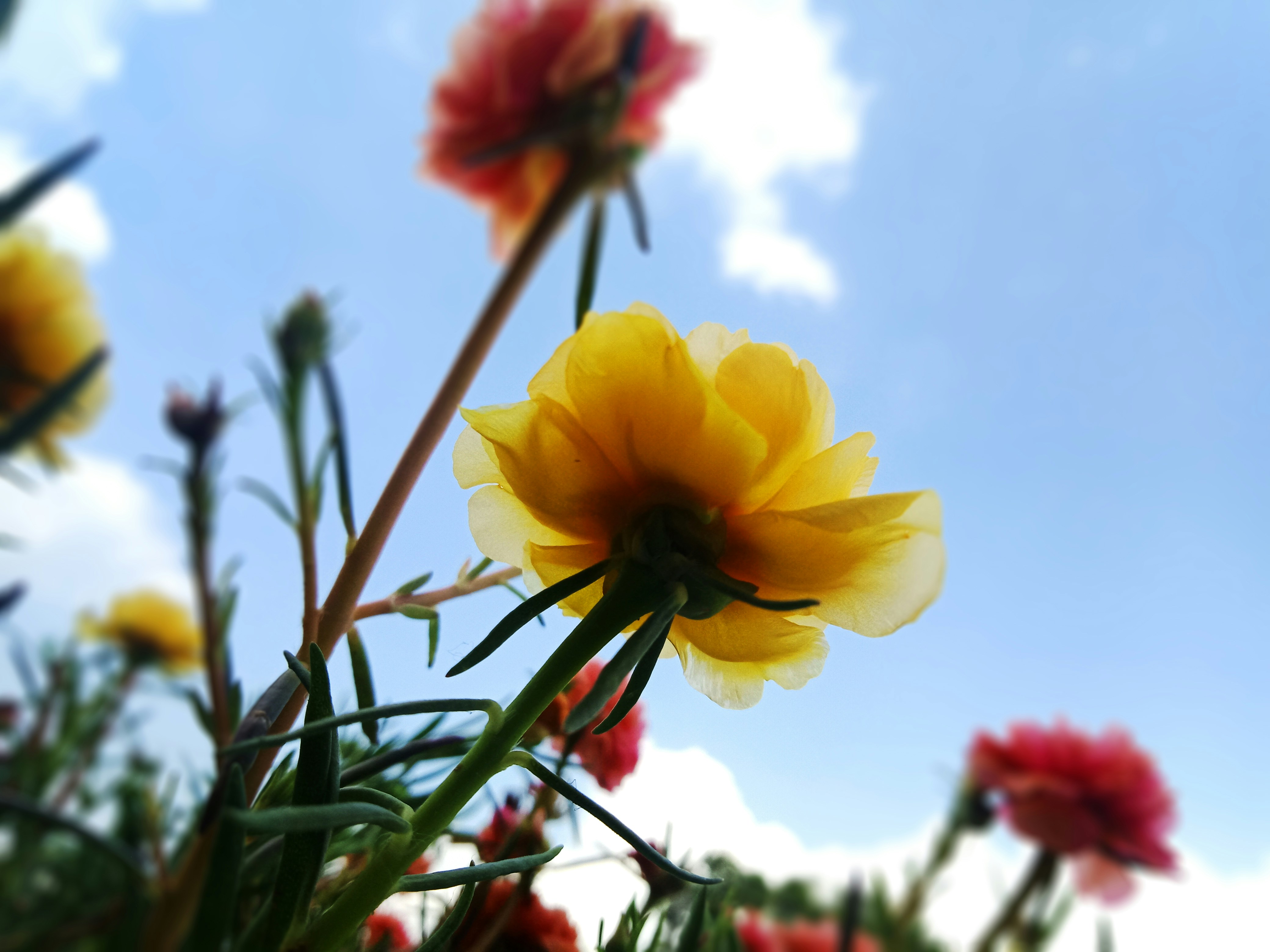 Vibrant yellow flower with delicate petals stands tall among a field of colorful blooms under a blue sky.