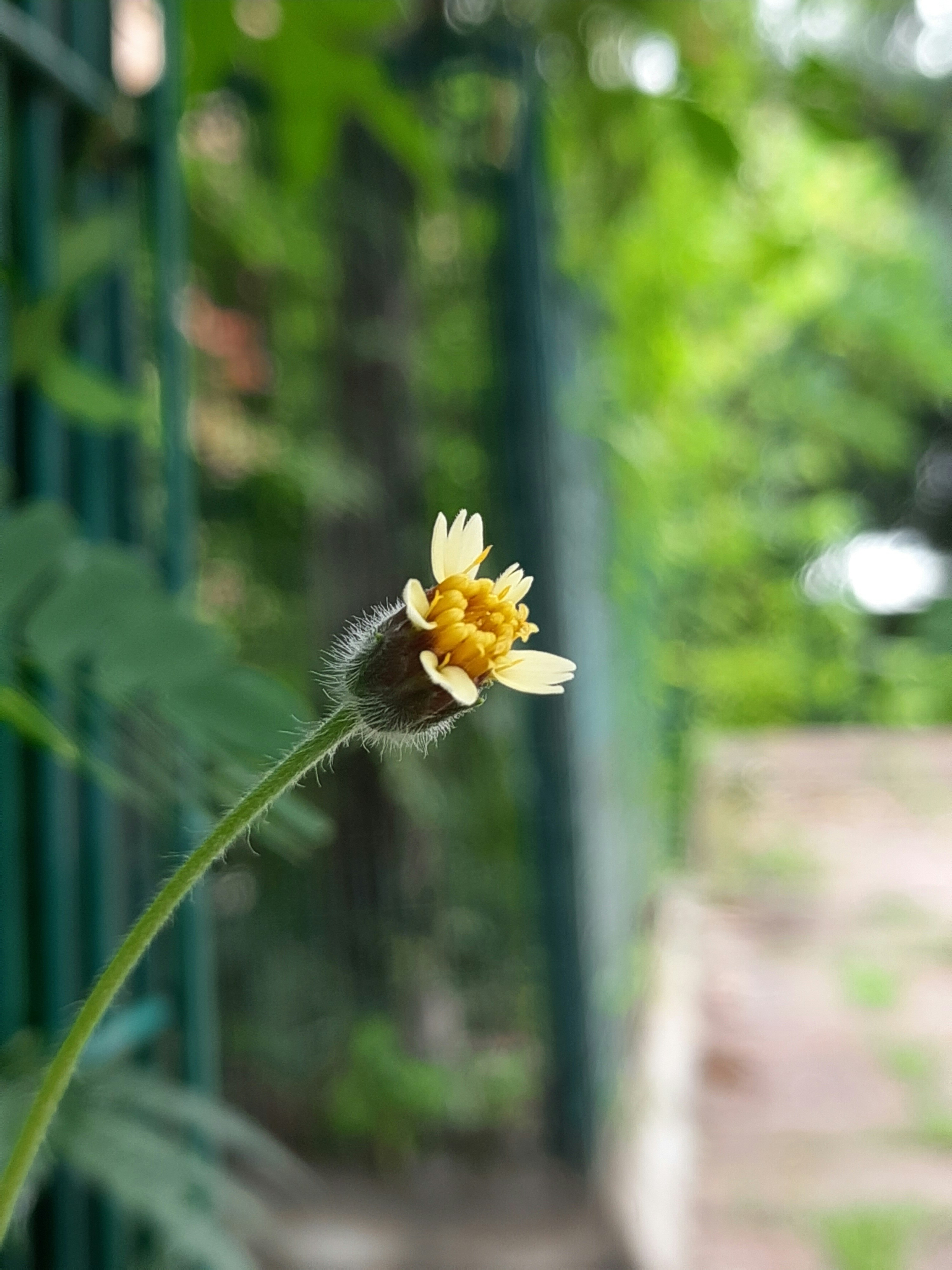 Delicate yellow flower standing alone against a lush green backdrop, showcasing nature's simplicity and beauty.